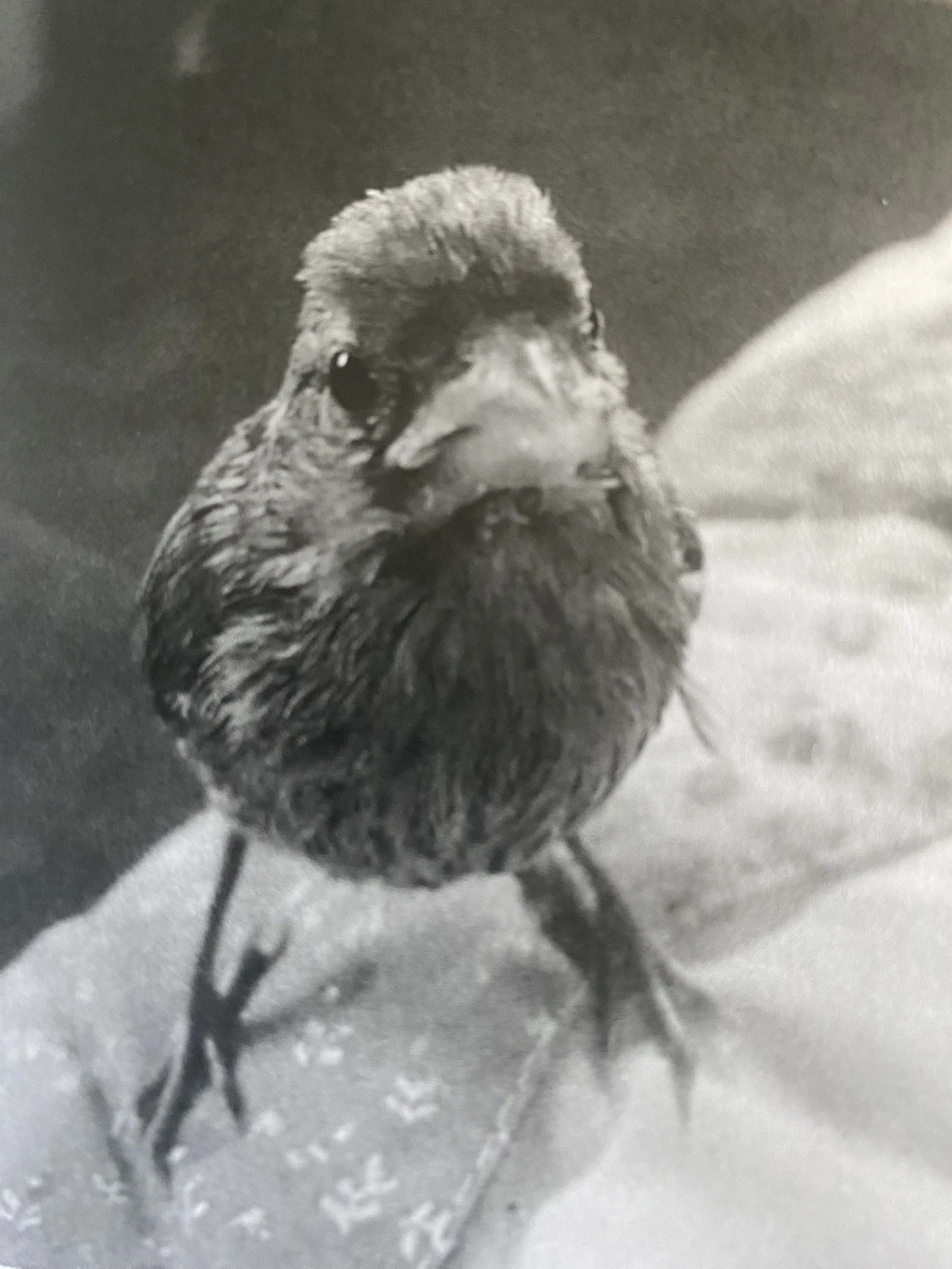 Lessons From A Bird — Kay Pfaltz