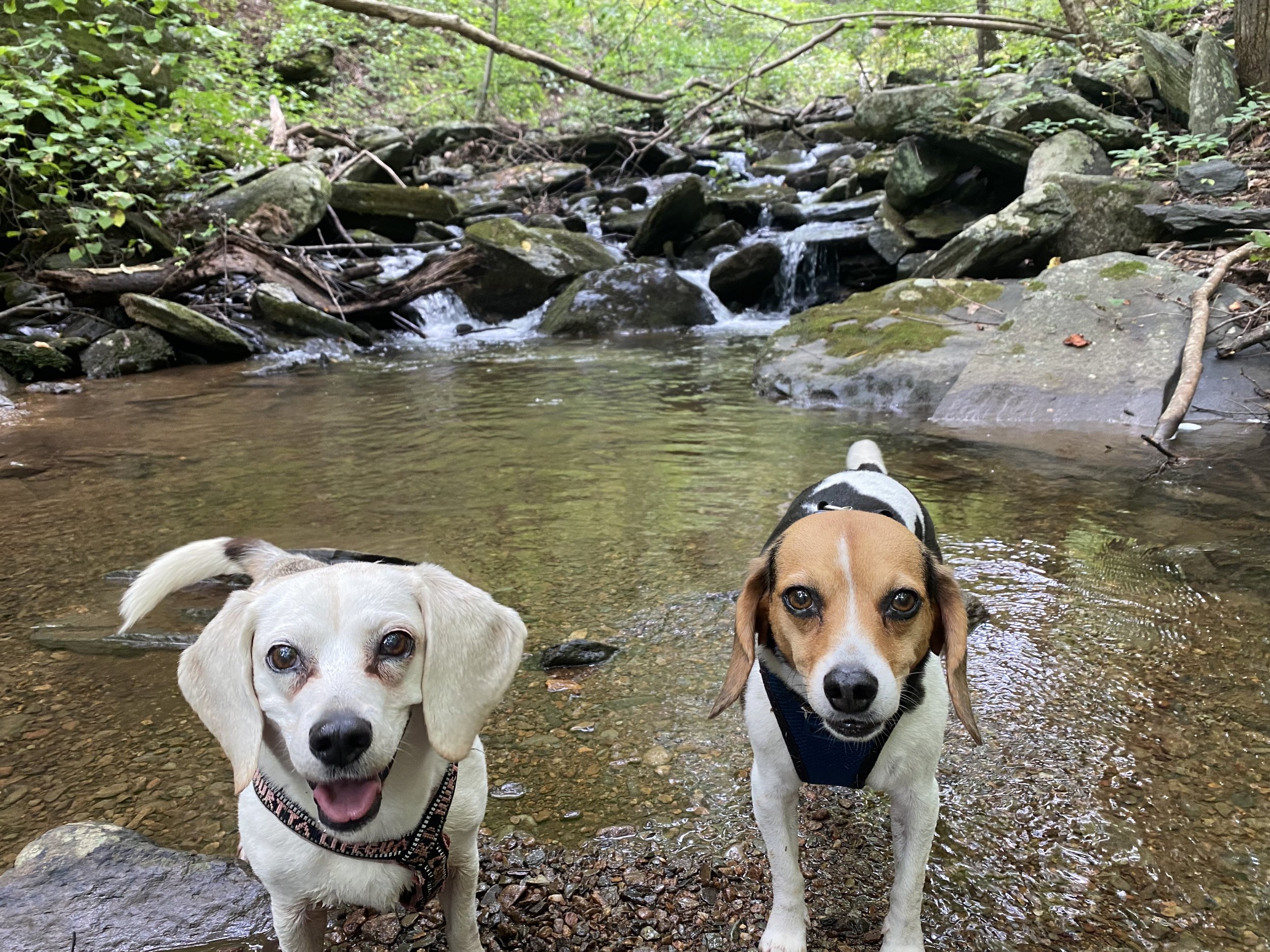 Lessons From My Dogs: Why Worry? — Kay Pfaltz