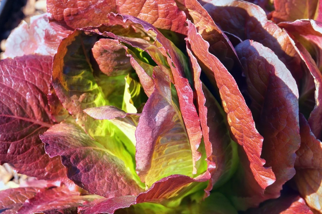 The Lone Survivor - A Single Red Winter Romaine — Cathleen R Smith