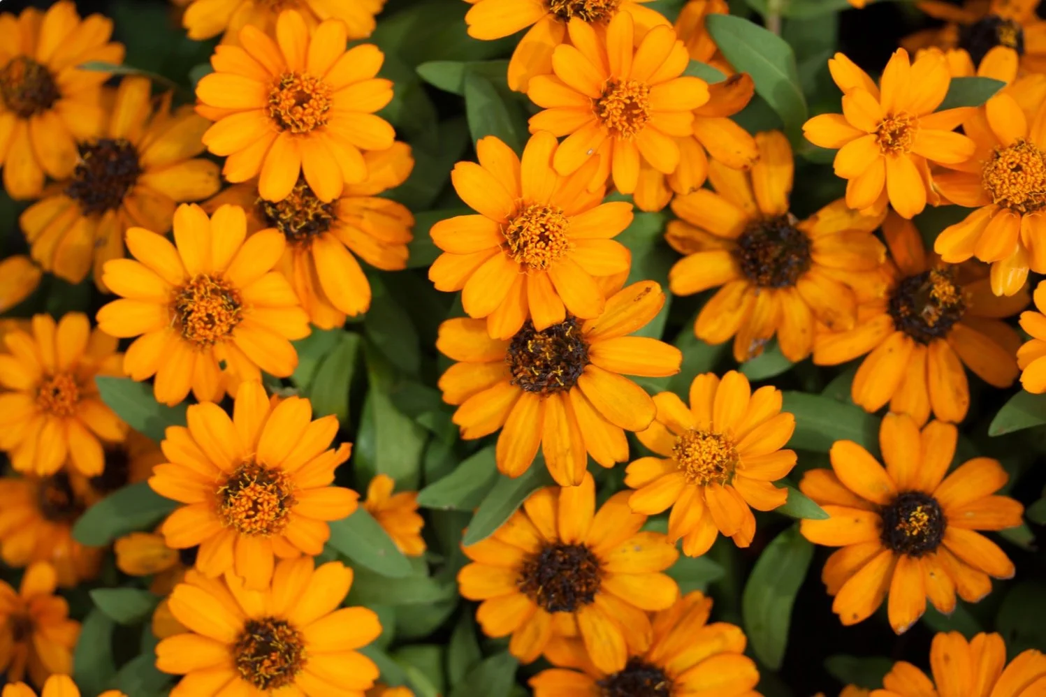 Calendula: Flower Power for Your Face — Cathleen R Smith