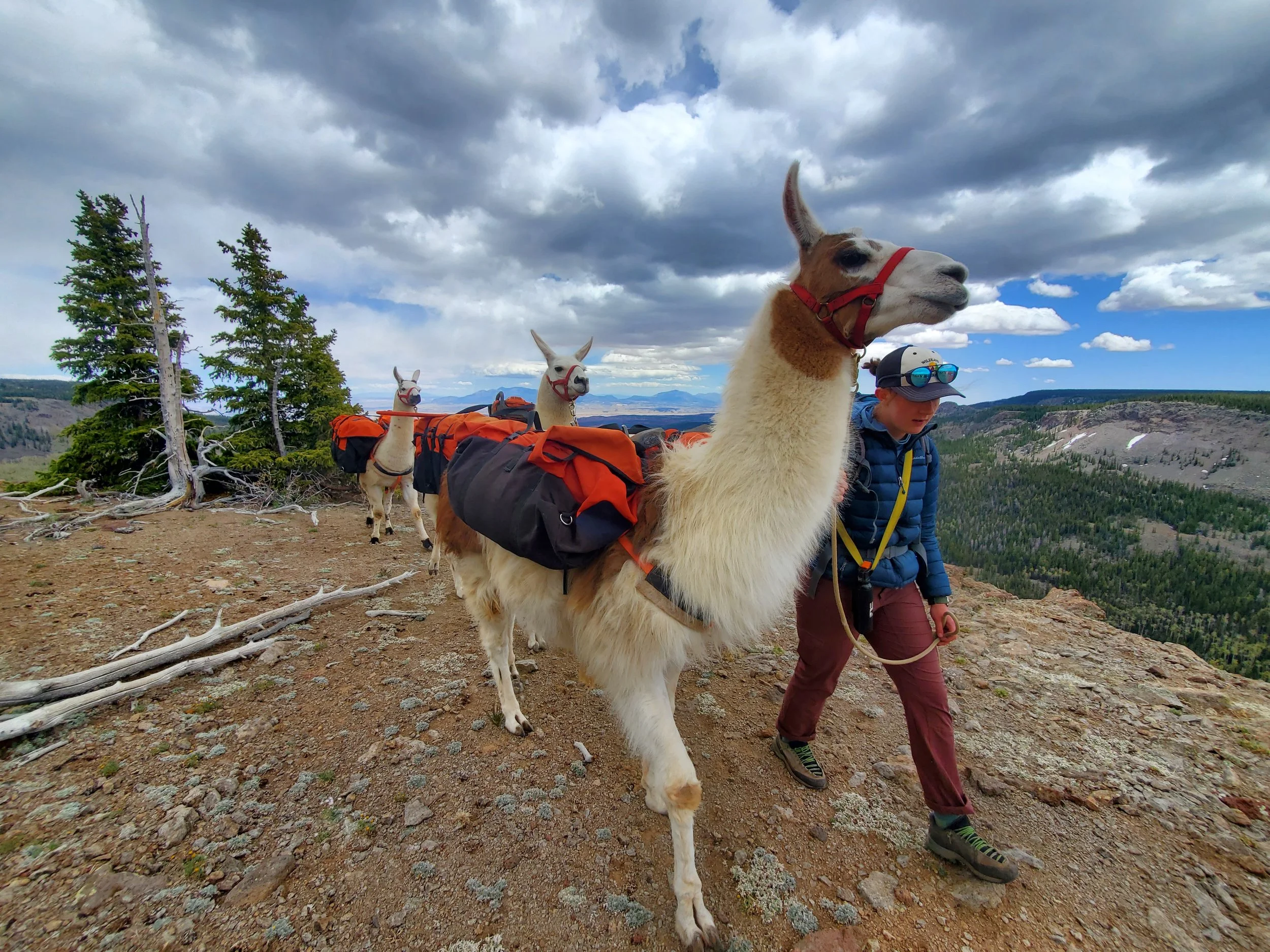 Five Reasons to Hike with a Llama — OUTDOOR MAVENS