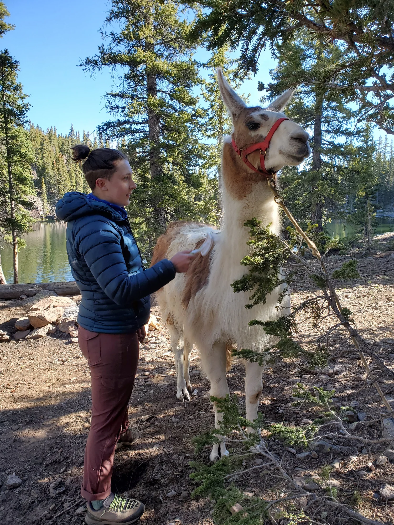 Five Reasons to Hike with a Llama — OUTDOOR MAVENS