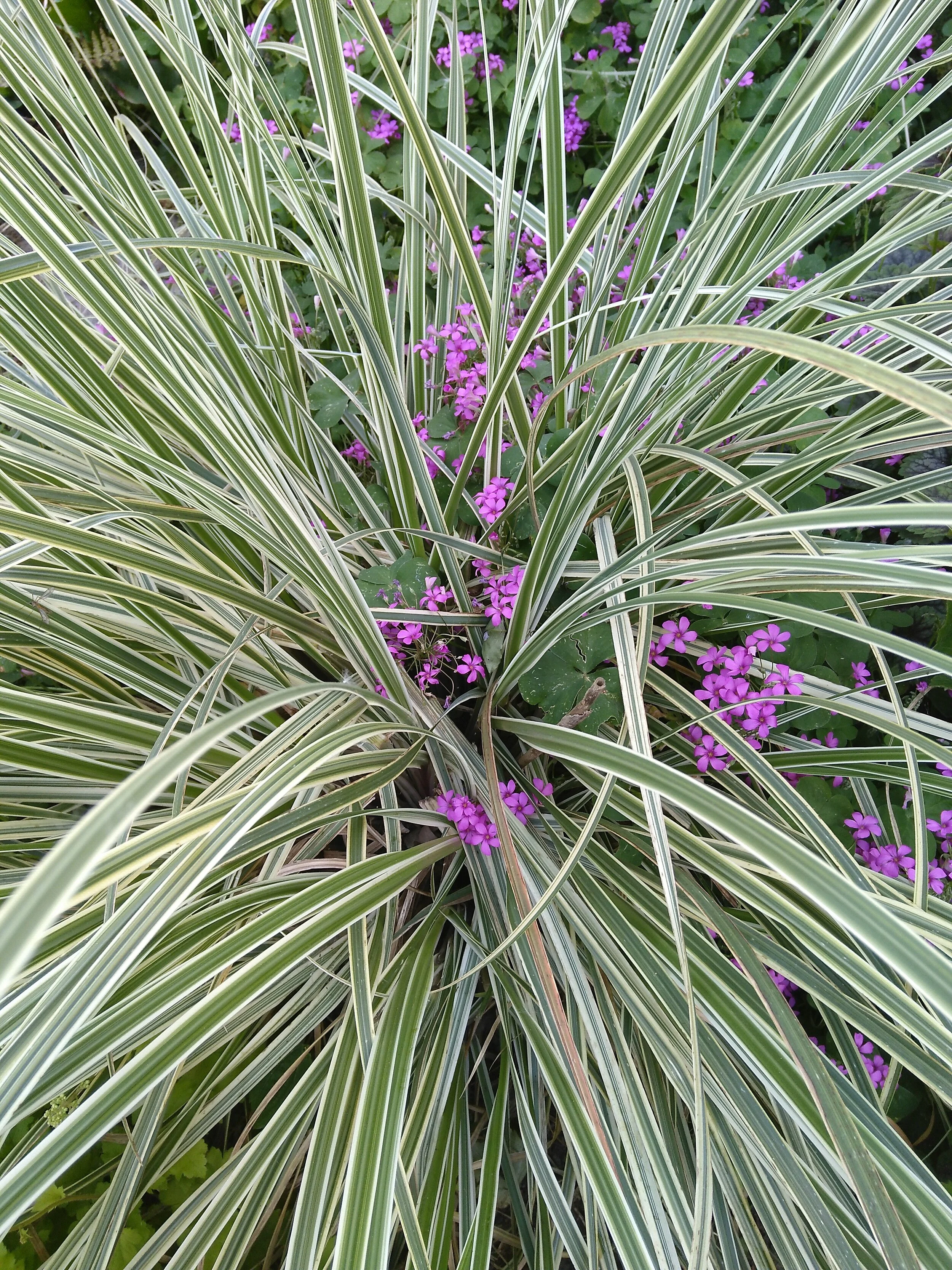 A Plant Lover's Garden — Relic Design Hub