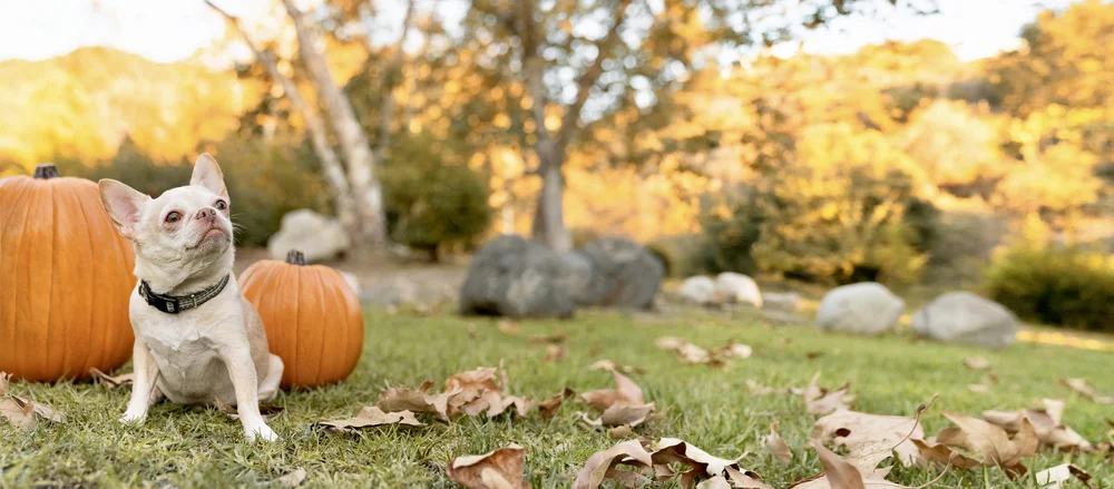 Healthy Spot October Promotions — RUNWAY