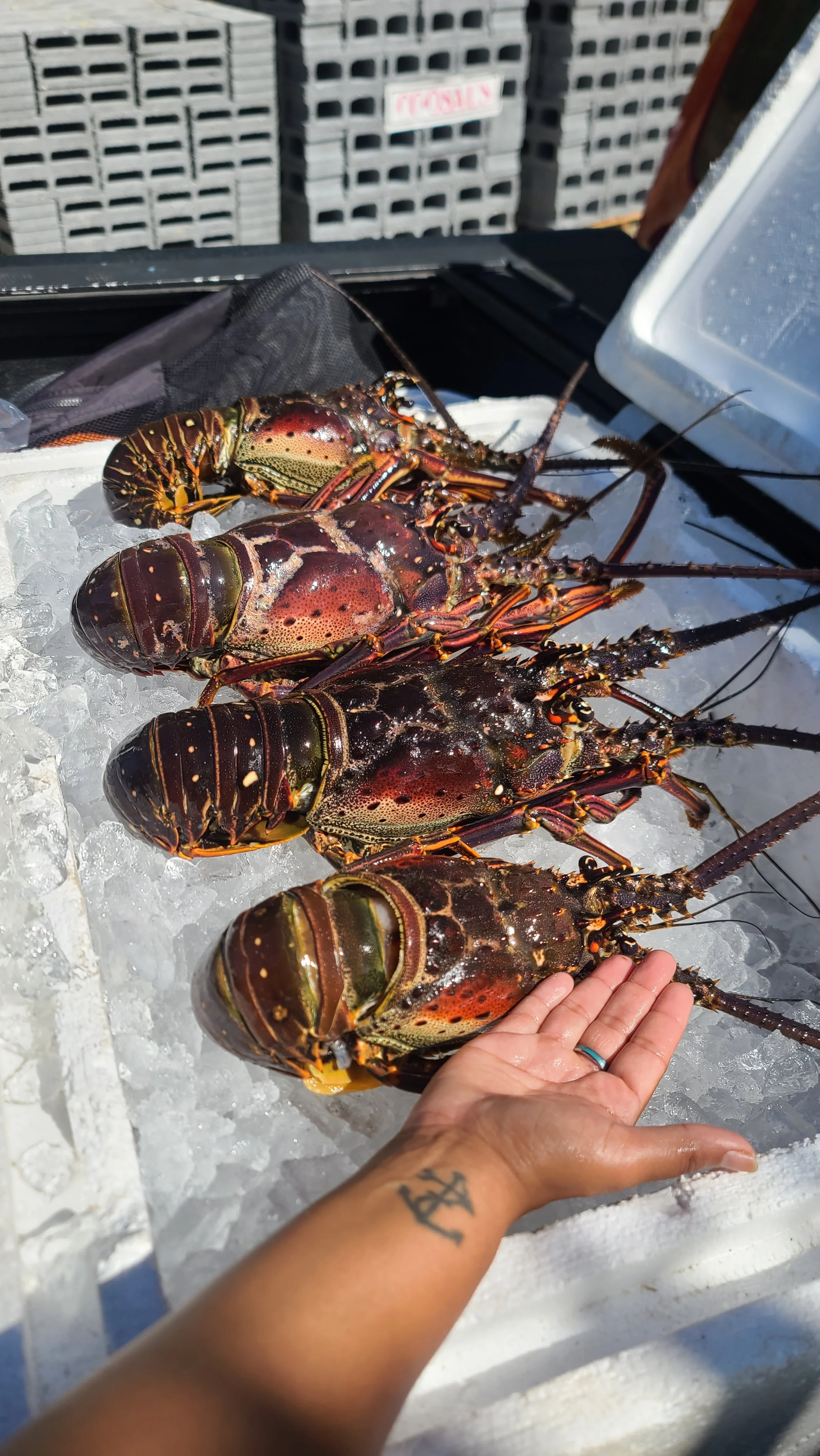 Why Freedive? — eSpeara