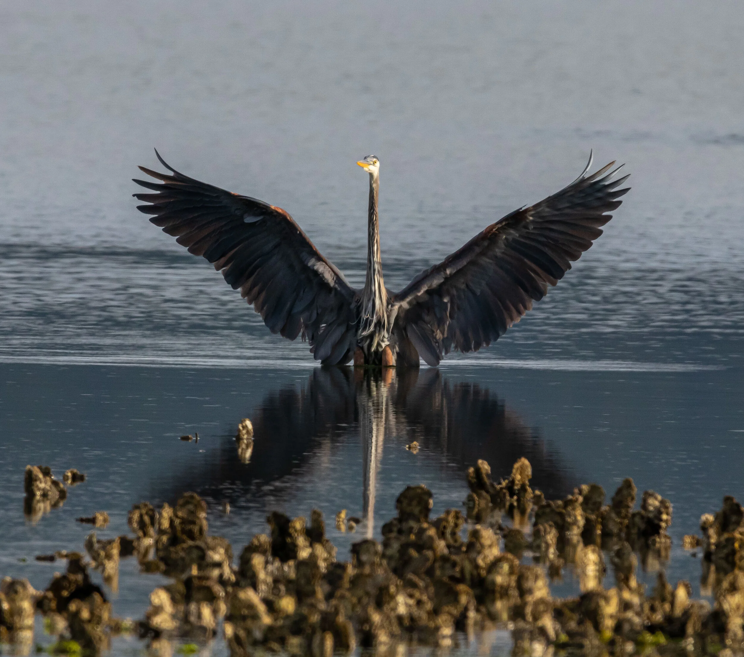 Herons — Scott Brannan Nature Photography