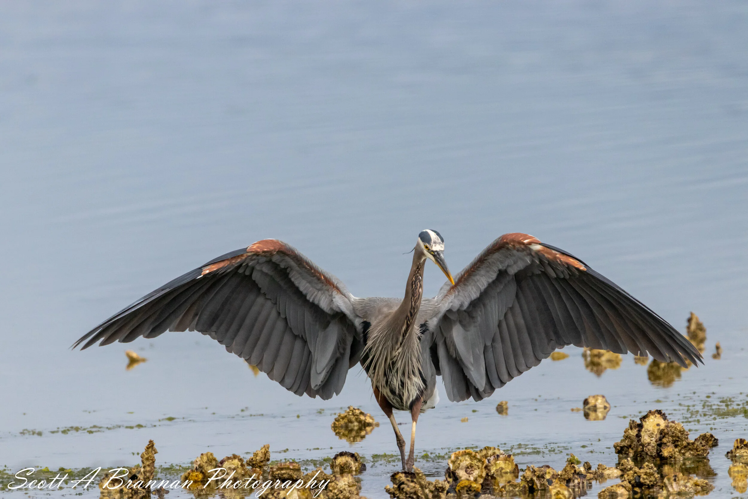 Herons — Scott Brannan Nature Photography