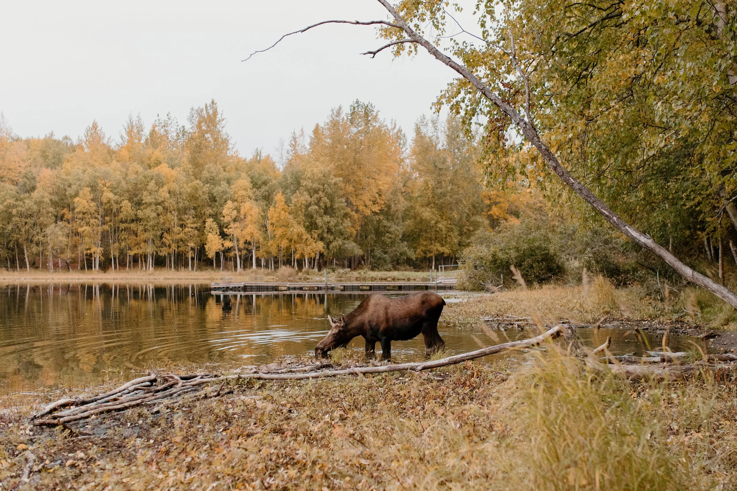 Fall in Alaska: 13 Best Things to Do and See (September & October Guide)