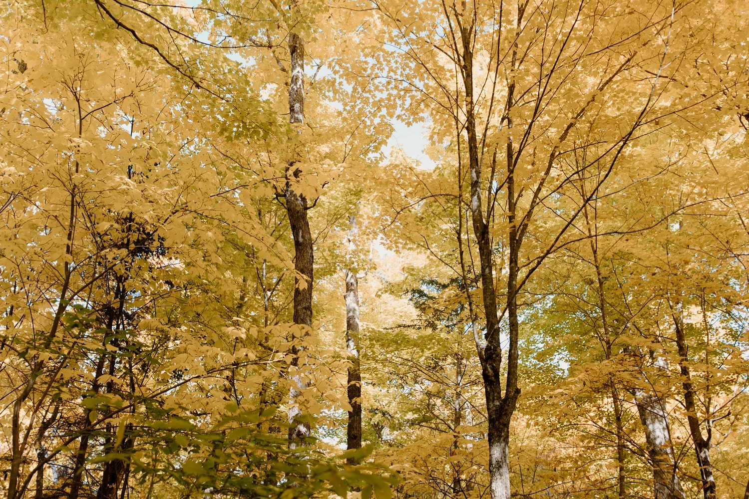 How to See Lake George in the Fall: 10 Best Things to Do