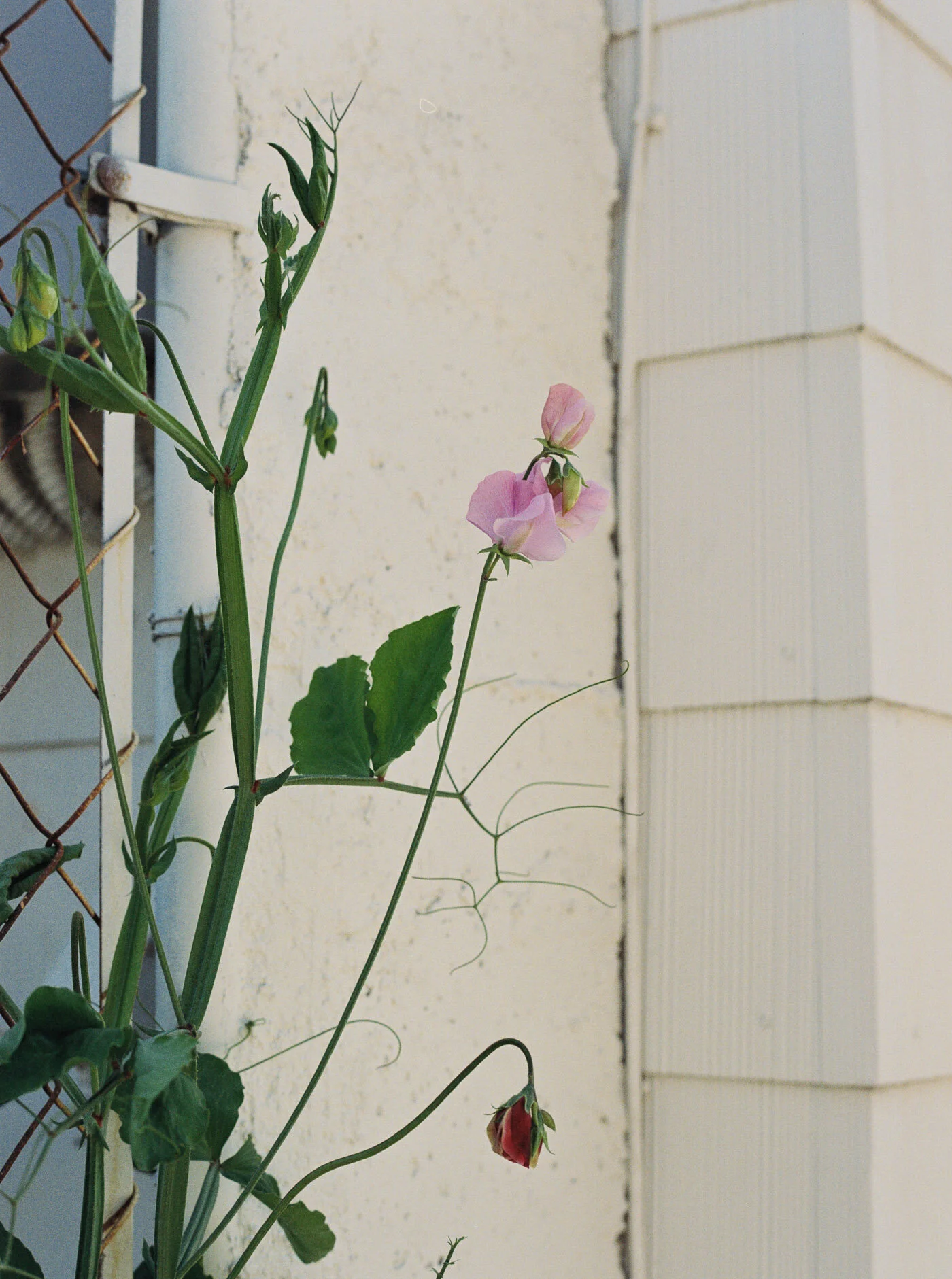 Creative Playtime: An Interview With Juju From PÜL flower LA ...
