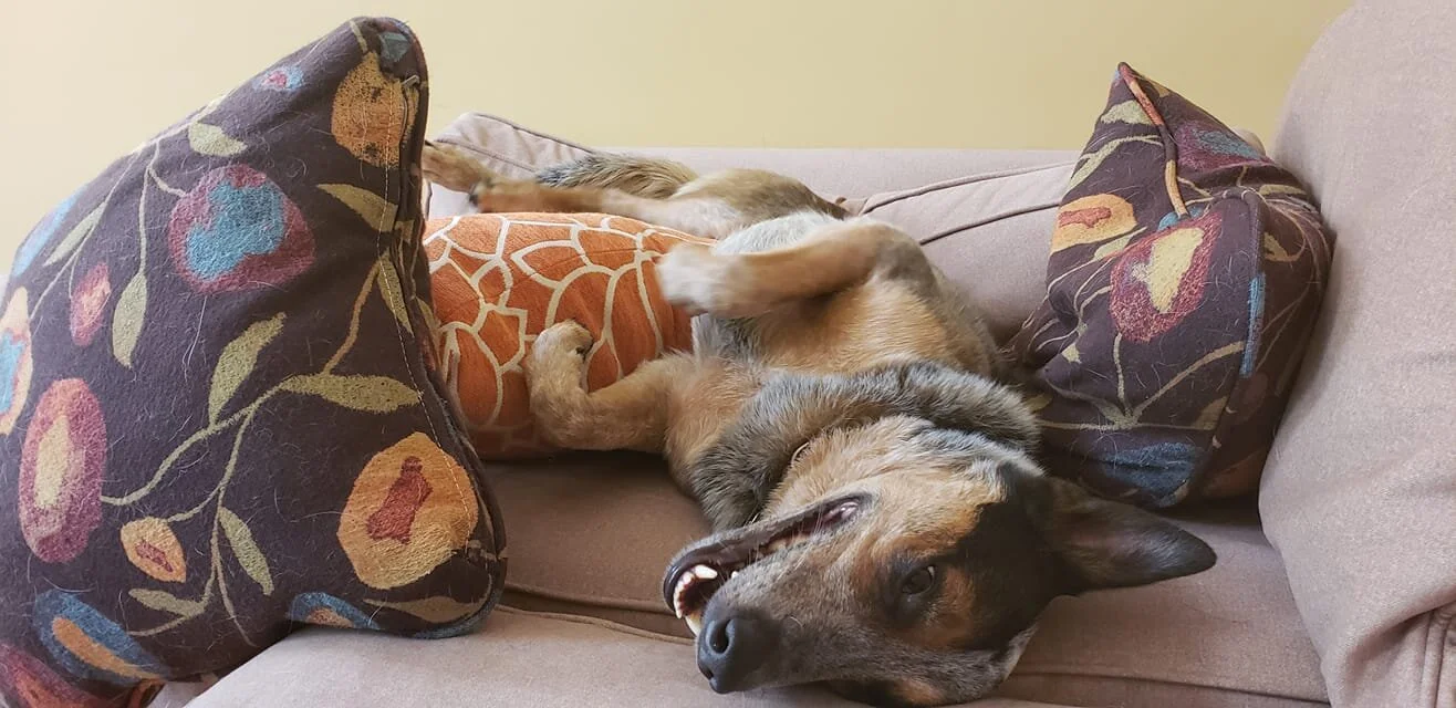 AuCaDo: Australian Cattle Dog Rescue