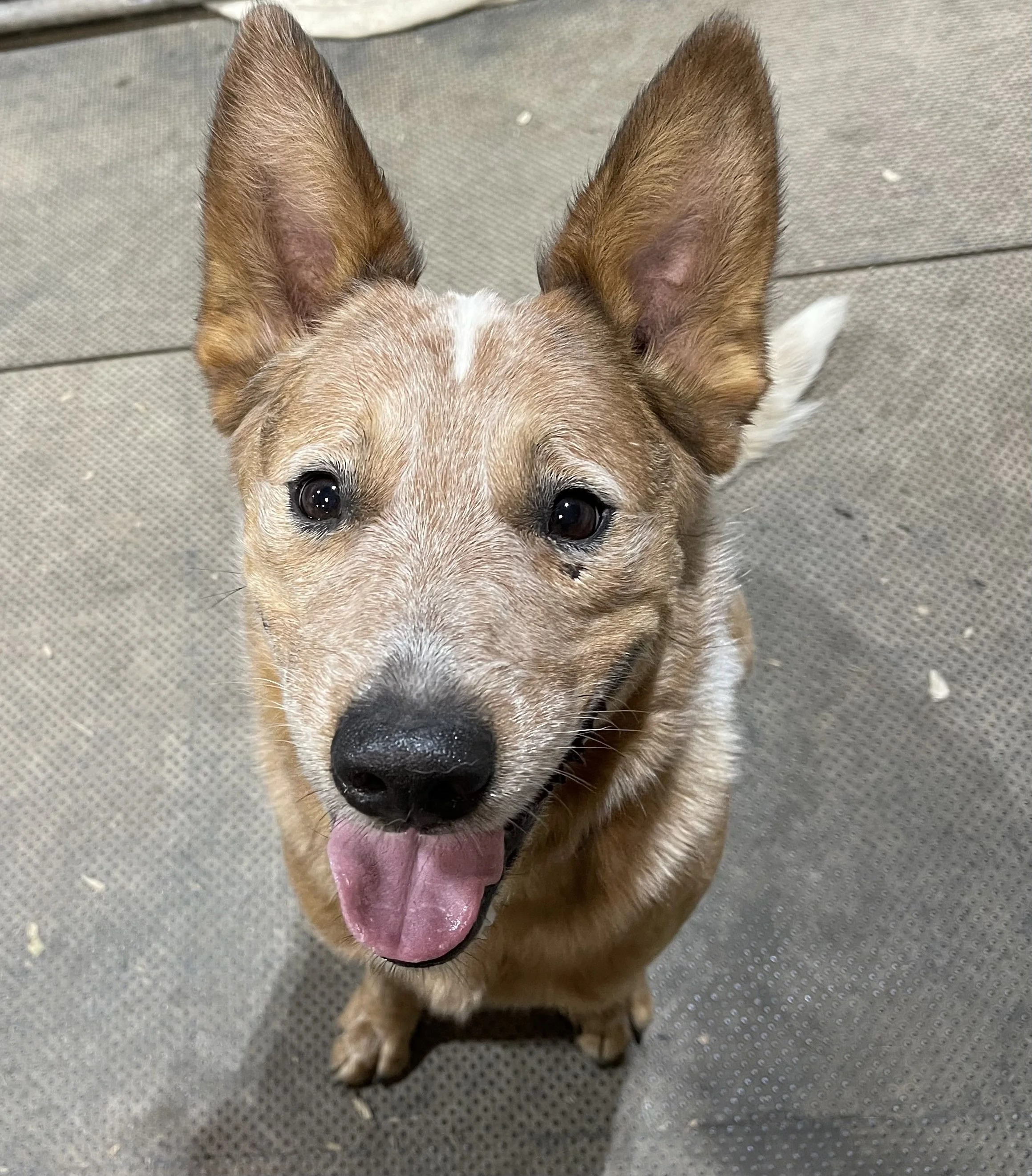 (Adopted) Theo Red Heeler Male — AuCaDo: Australian Cattle Dog Rescue