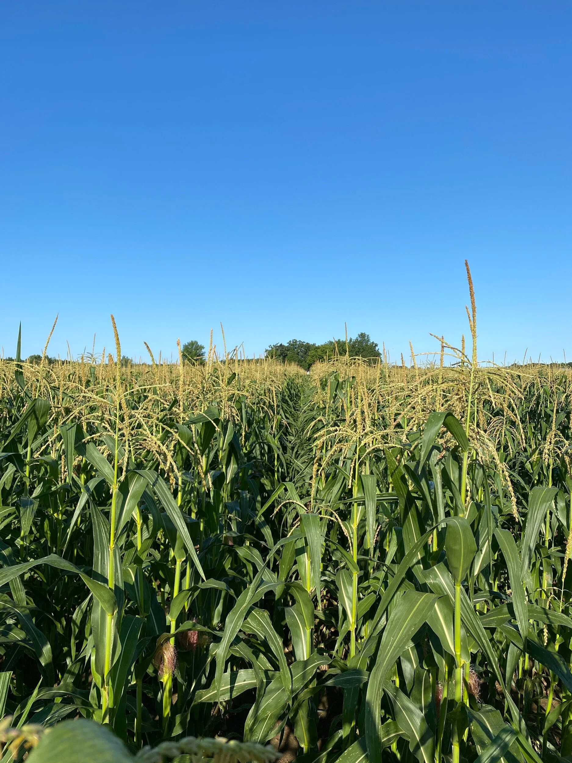 Shop — Ohio Till Farmstead