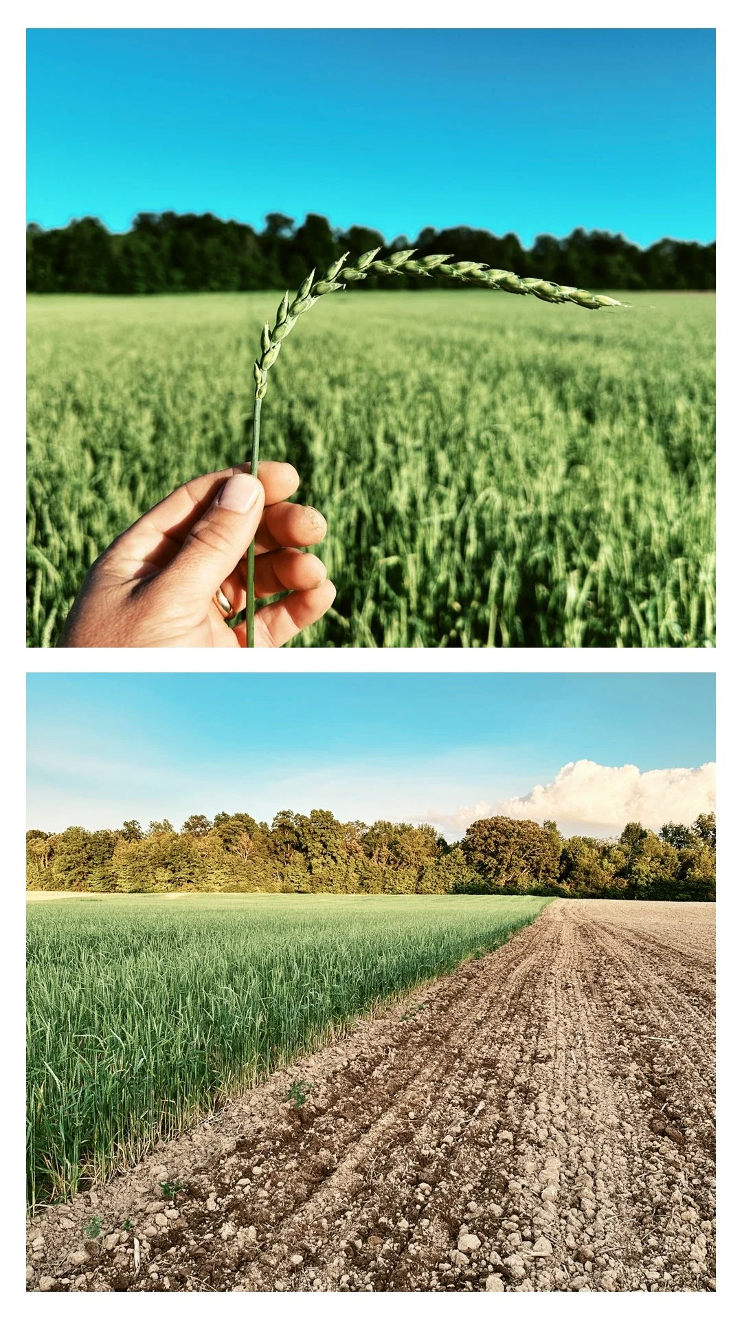 Shop | Shop Quality & Support Local — Ohio Till Farmstead