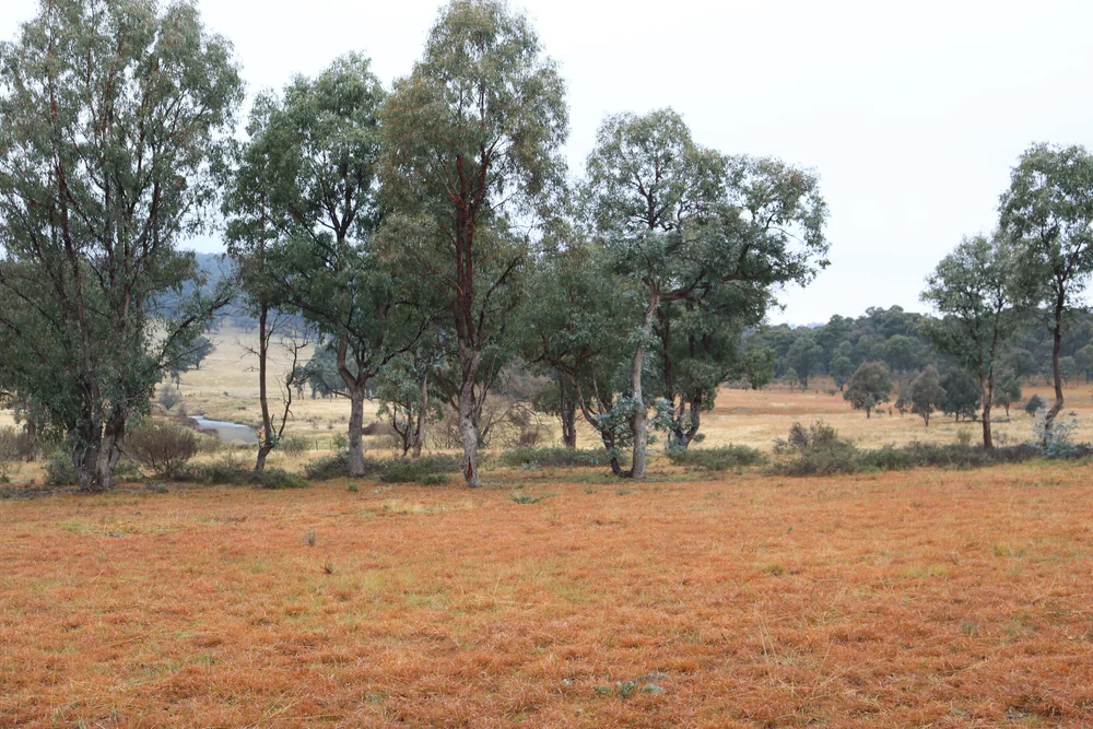 General 2 — Growing Trees on the New England Tablelands