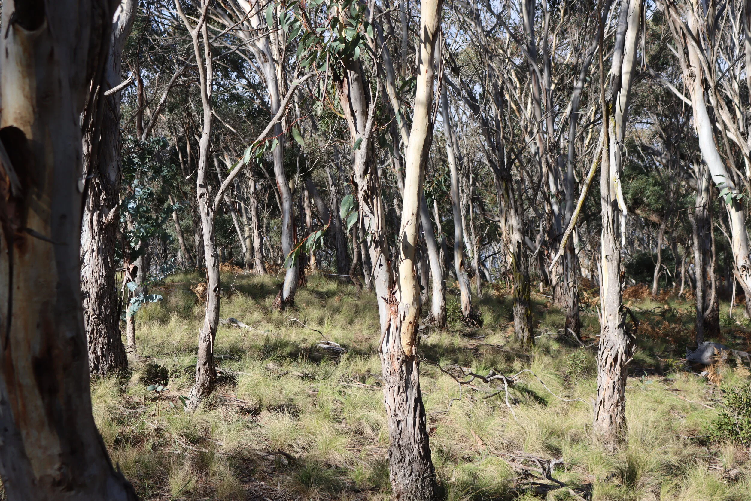 Snow Gum (Eucalyptus pauciflora) — Growing Trees on the New England ...