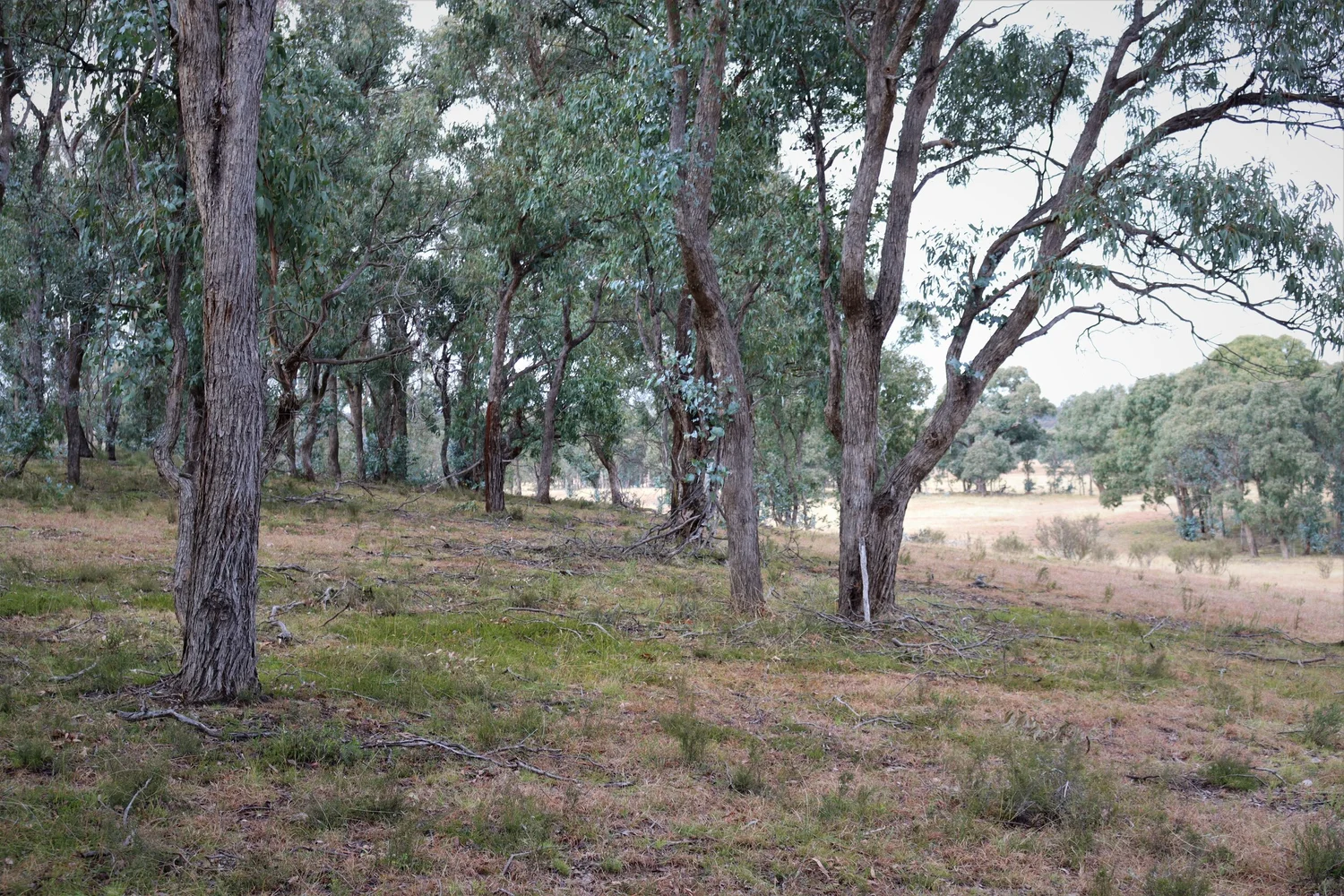 New England Peppermint (Eucalyptus nova-anglica) — Growing Trees on the ...