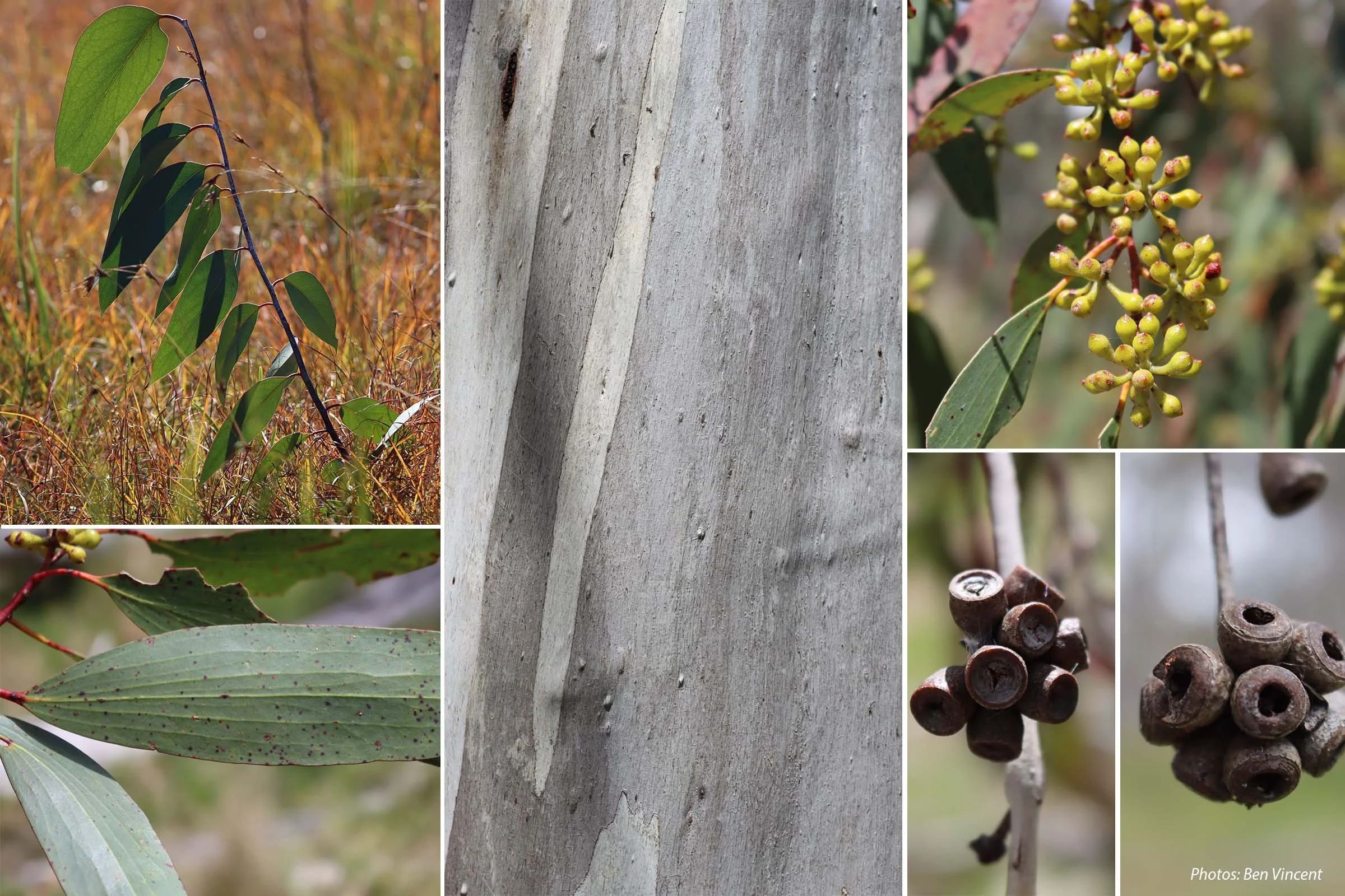 Snow Gum (Eucalyptus pauciflora) — Growing Trees on the New England ...