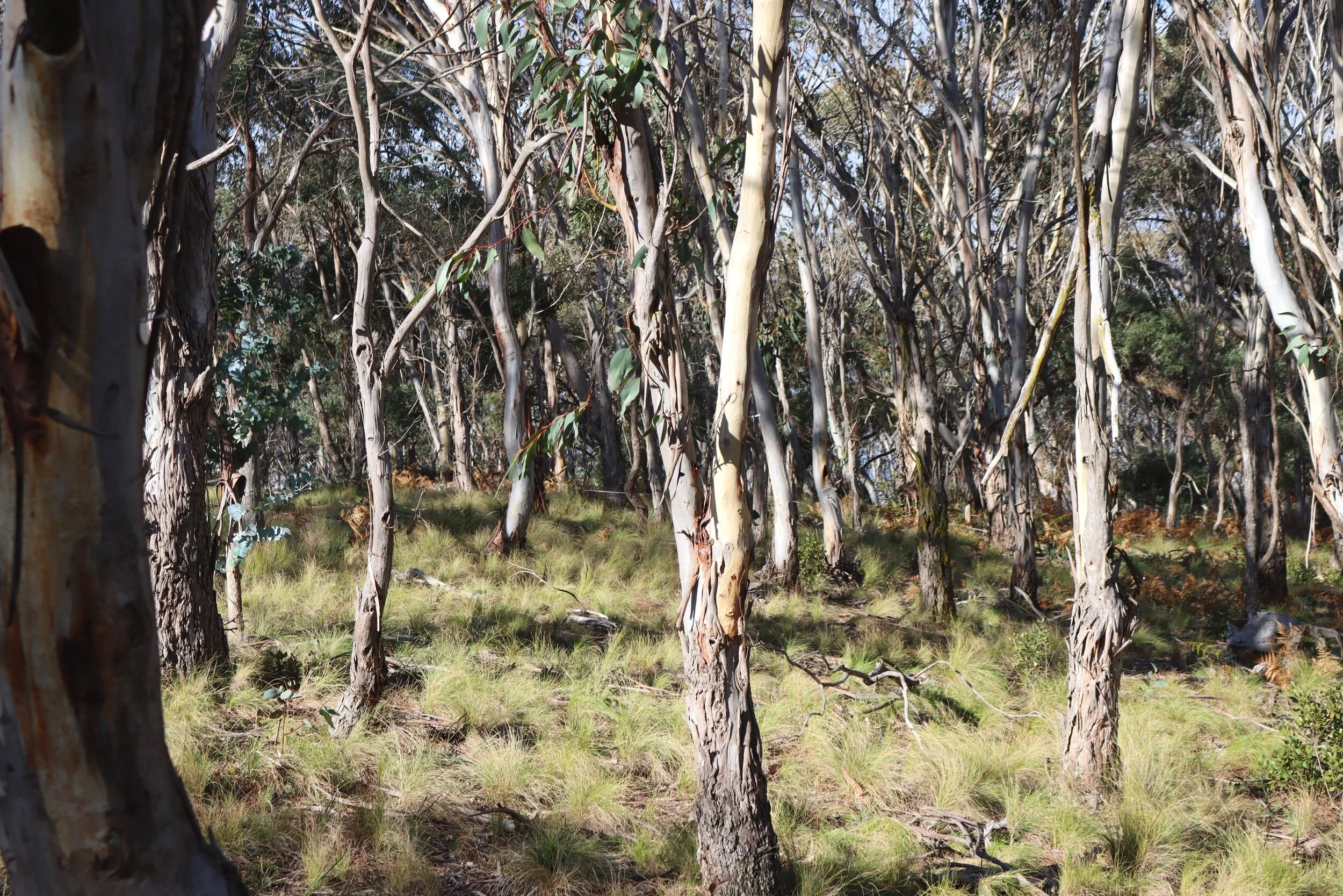 Ribbon-gum - Mountain-gum - Snow-gum grassy forest/woodland — Growing ...