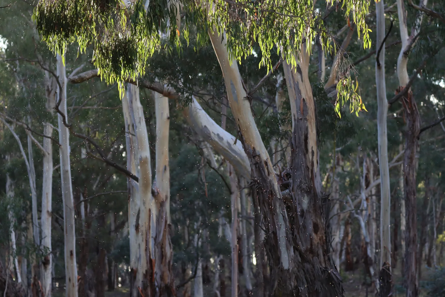 Growing Trees on the New England Tablelands