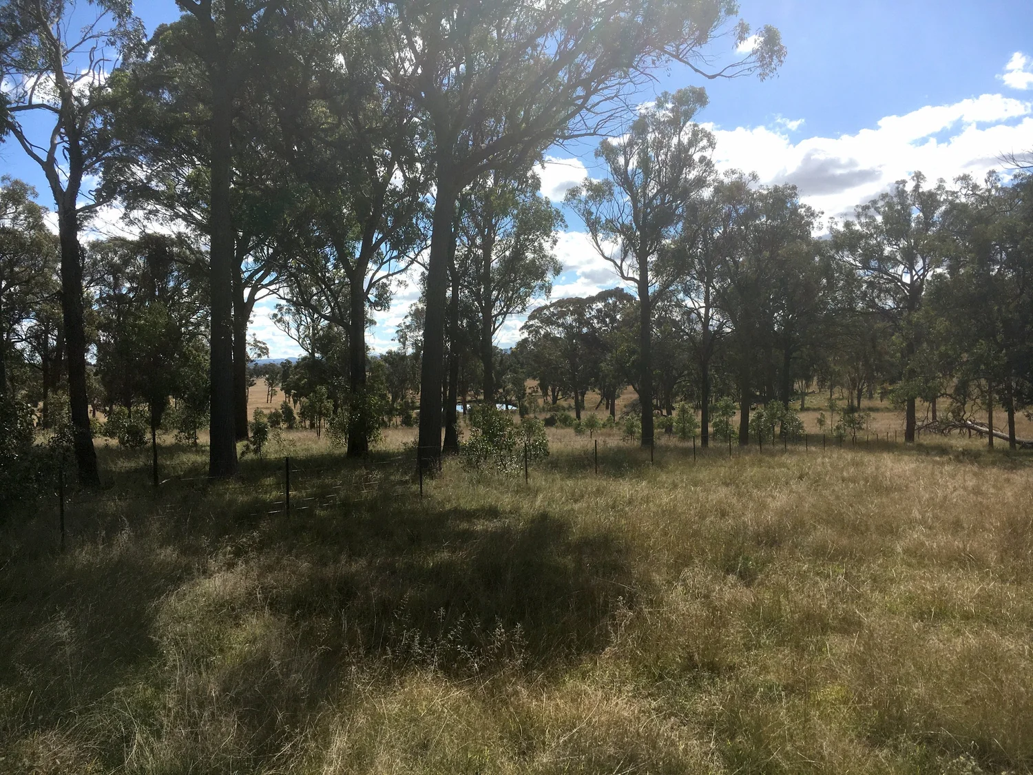 Woodland Grazing — Growing Trees on the New England Tablelands