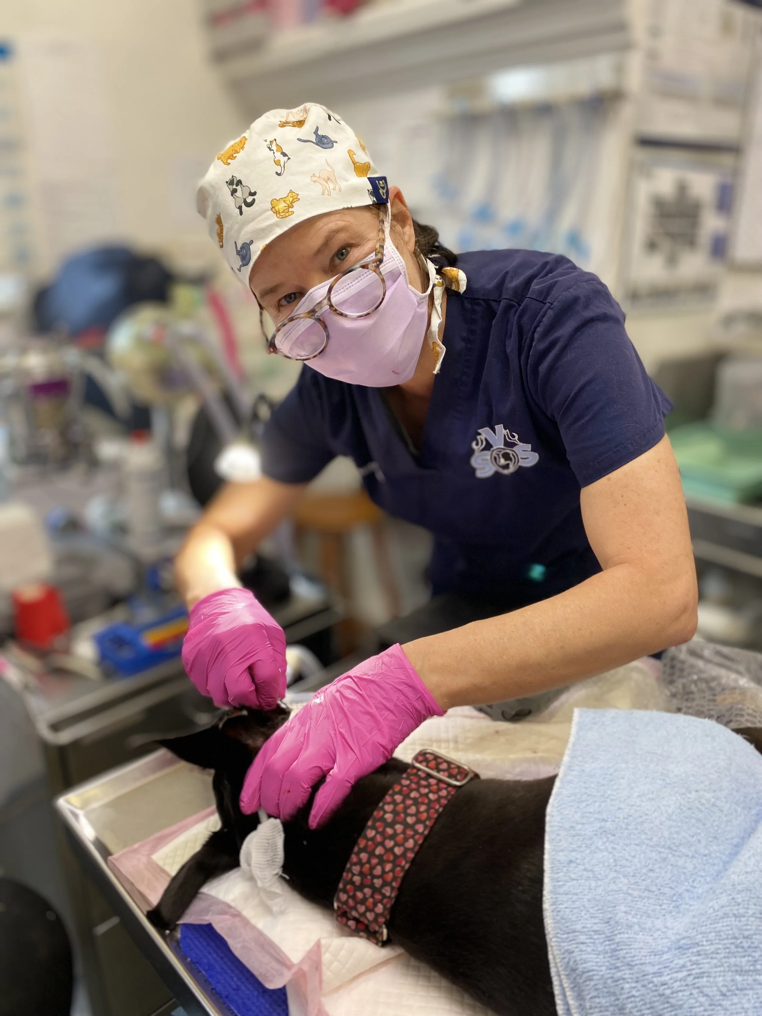 HomeVetBondi - Sydney's #1 Mobile Vet // Based in Bondi Beach ...