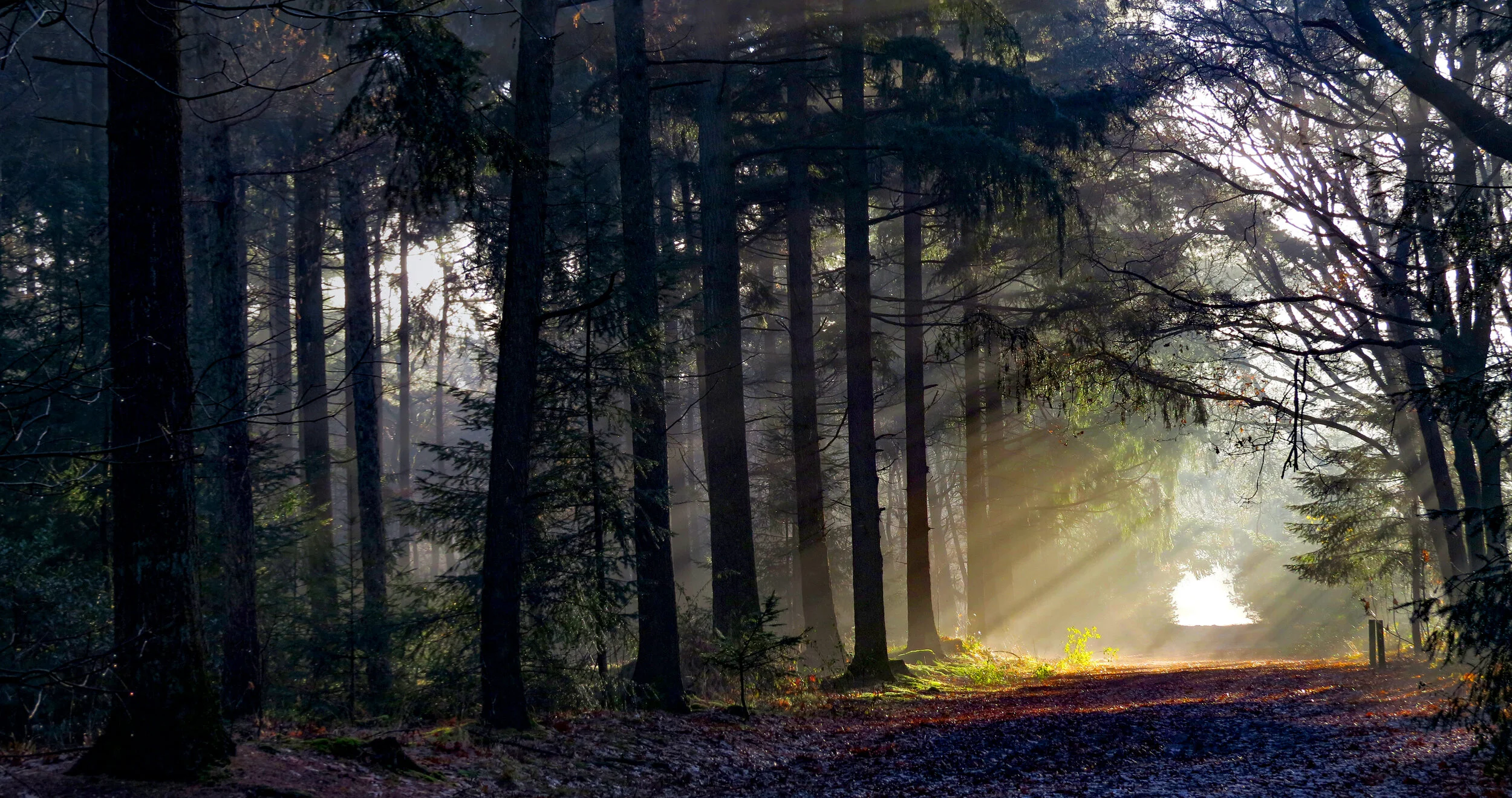 Become a Member — Tennessee Forestry Association