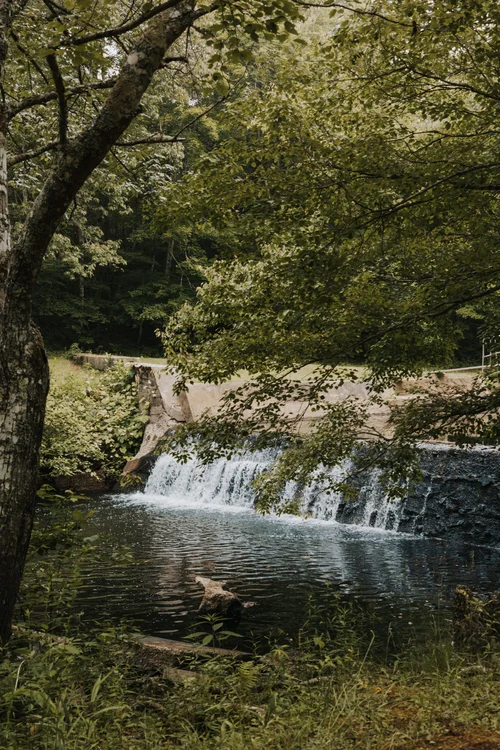 Tennessee Forestry Association | Explore Opportunities and Resources in ...