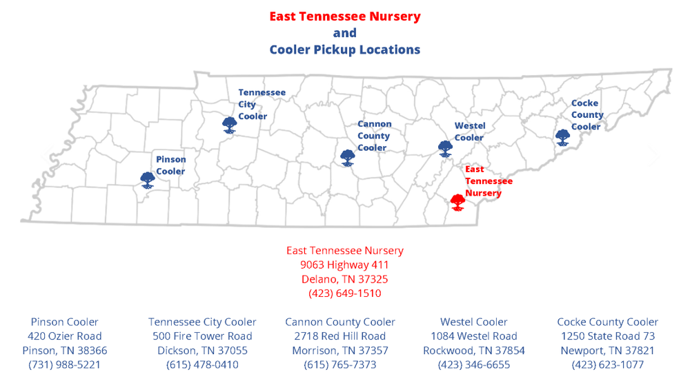 White Oak Acorn Collection — Tennessee Forestry Association