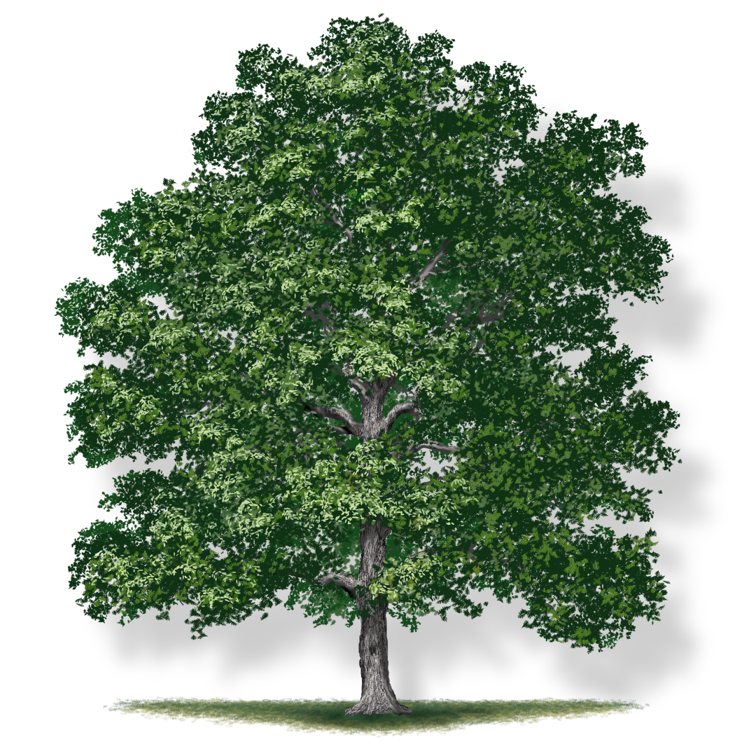 White Oak — Tennessee Forestry Association