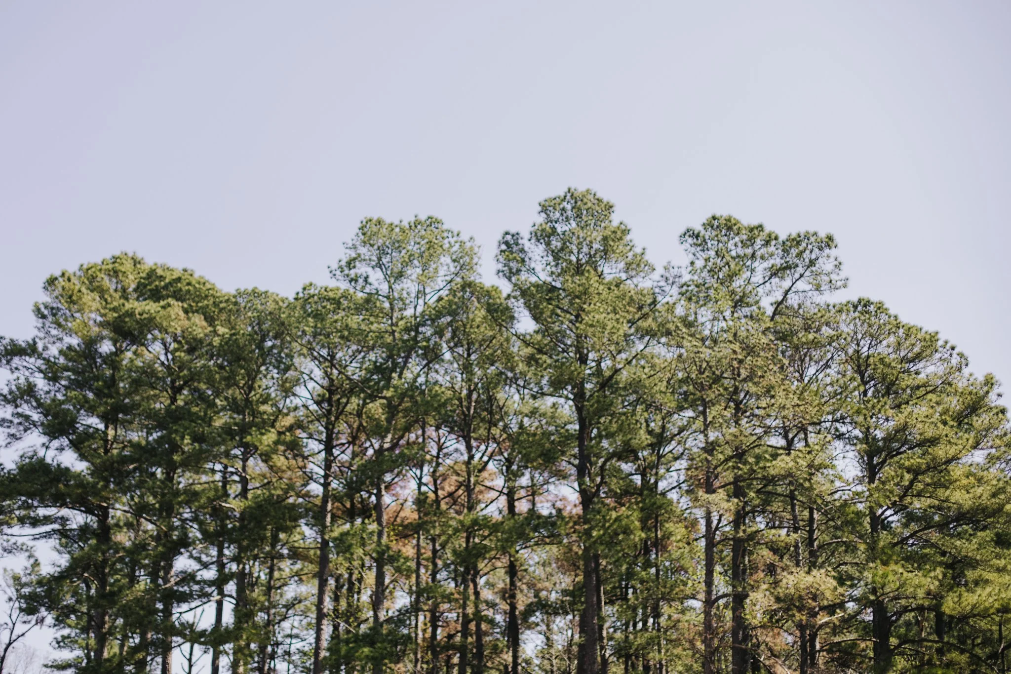 About | What Tennessee Forestry Association is All About — Tennessee ...