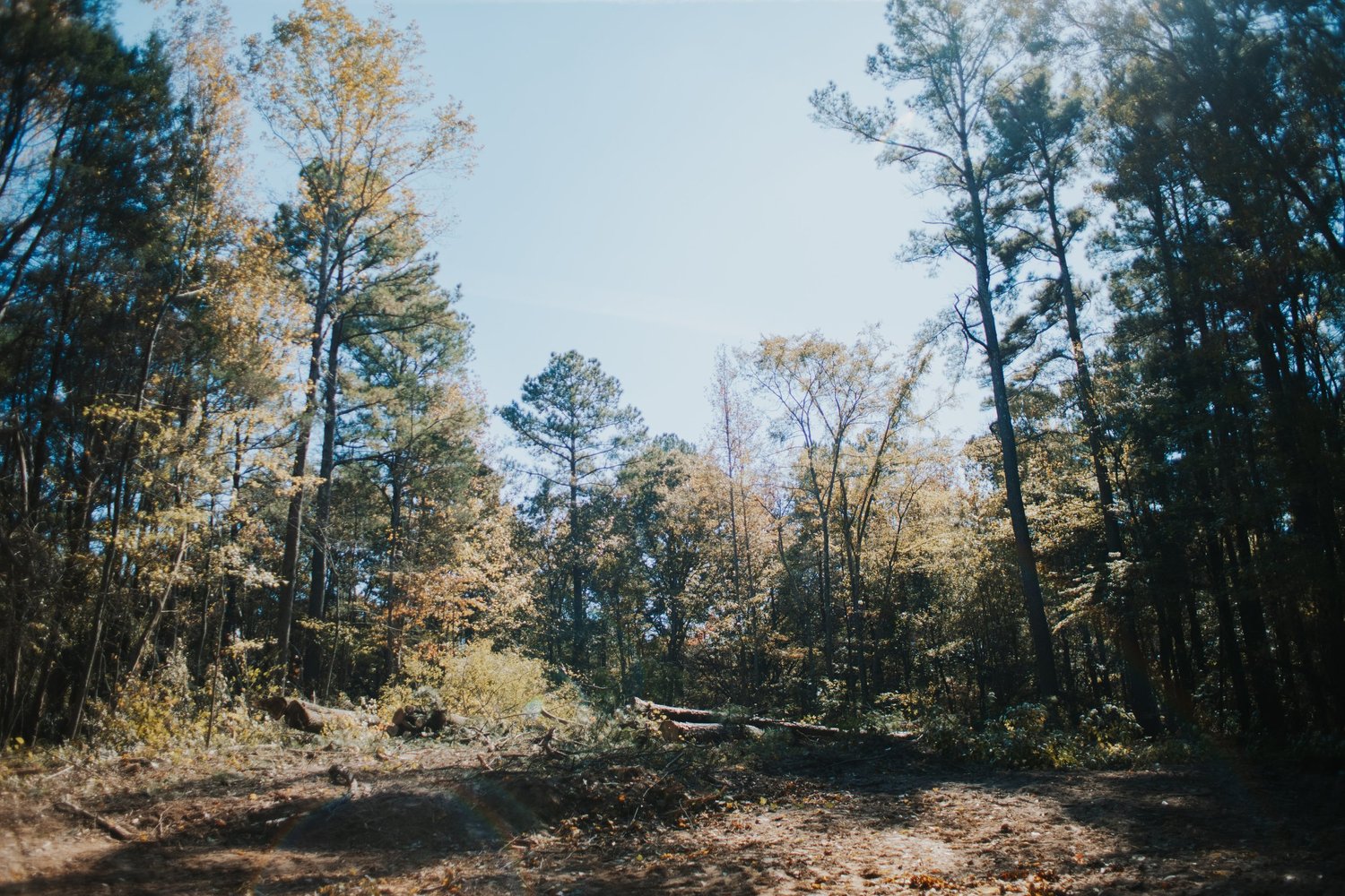 Tennessee Forestry Association | Explore Opportunities and Resources in ...