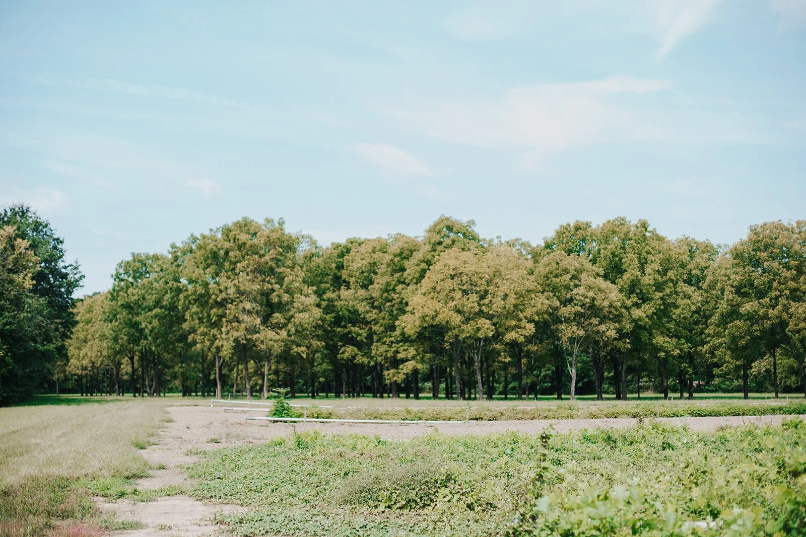 Tree Farm | Discover Sustainable Forestry — Tennessee Forestry Association
