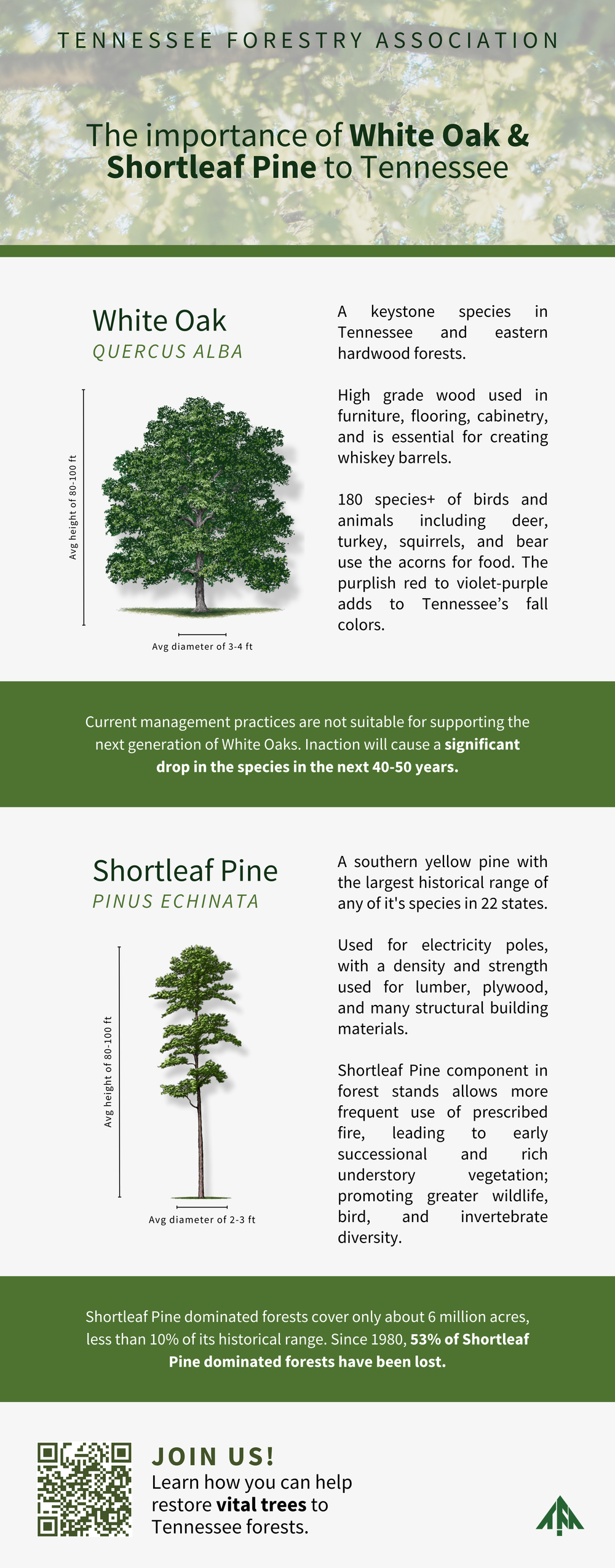 White Oak Resources — Tennessee Forestry Association