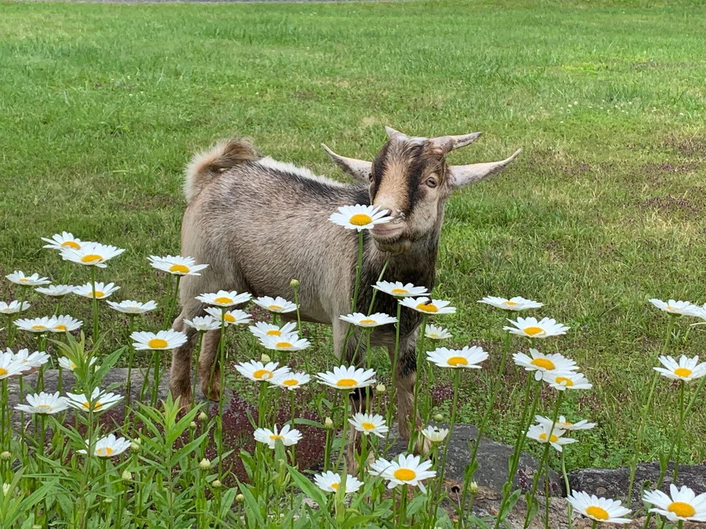 Barn Buddy Membership — Berkshire Farm Sanctuary