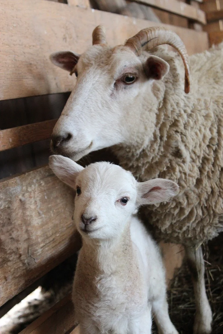 The Truth Behind Lanolin — Berkshire Farm Sanctuary