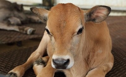 Ag-Gag Laws — Berkshire Farm Sanctuary
