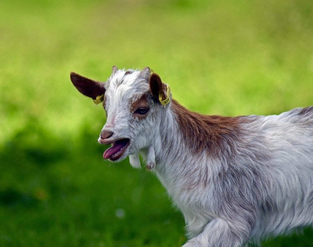 Gallery 3 — Berkshire Farm Sanctuary