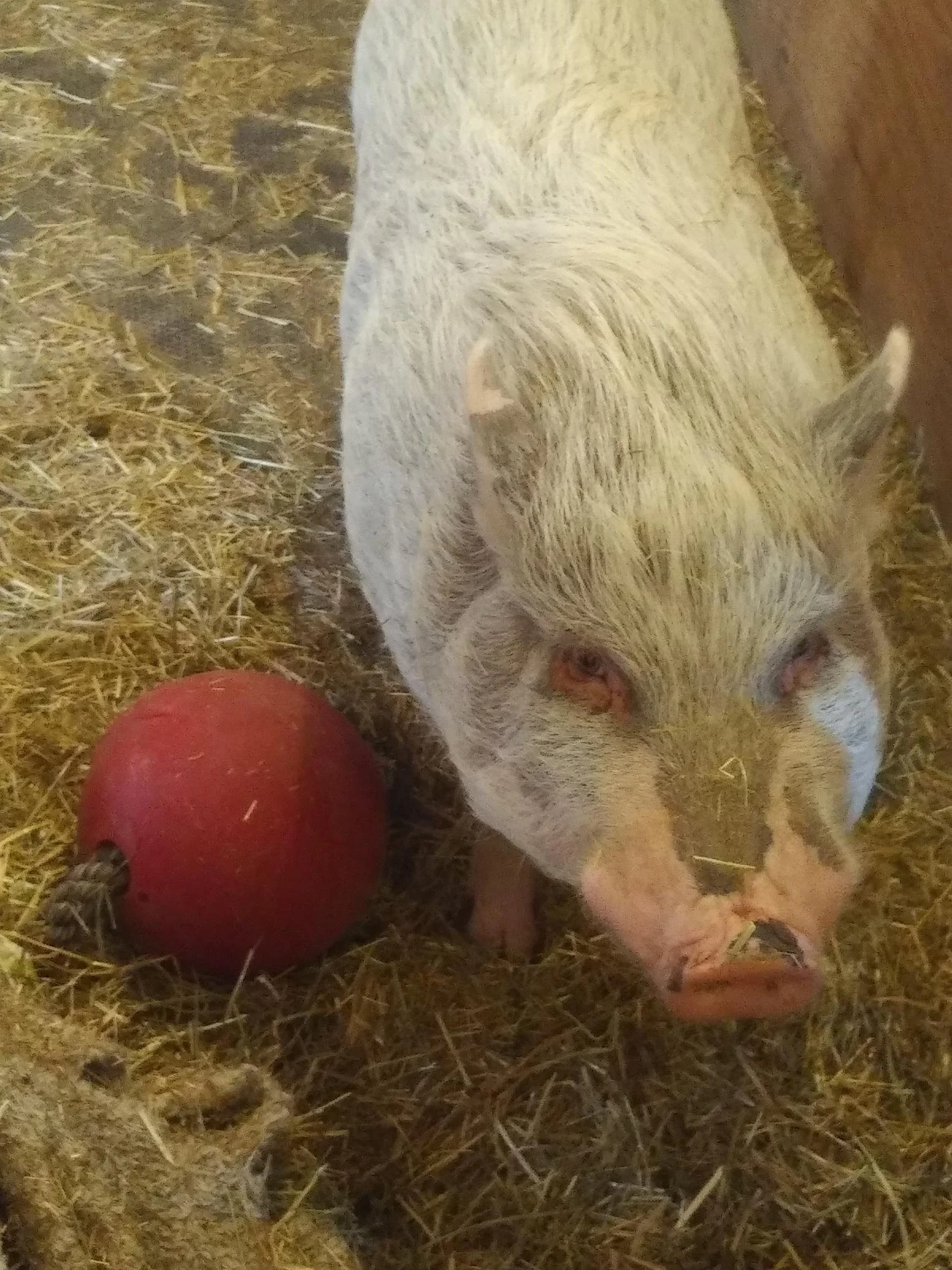 Pig Newton — Berkshire Farm Sanctuary