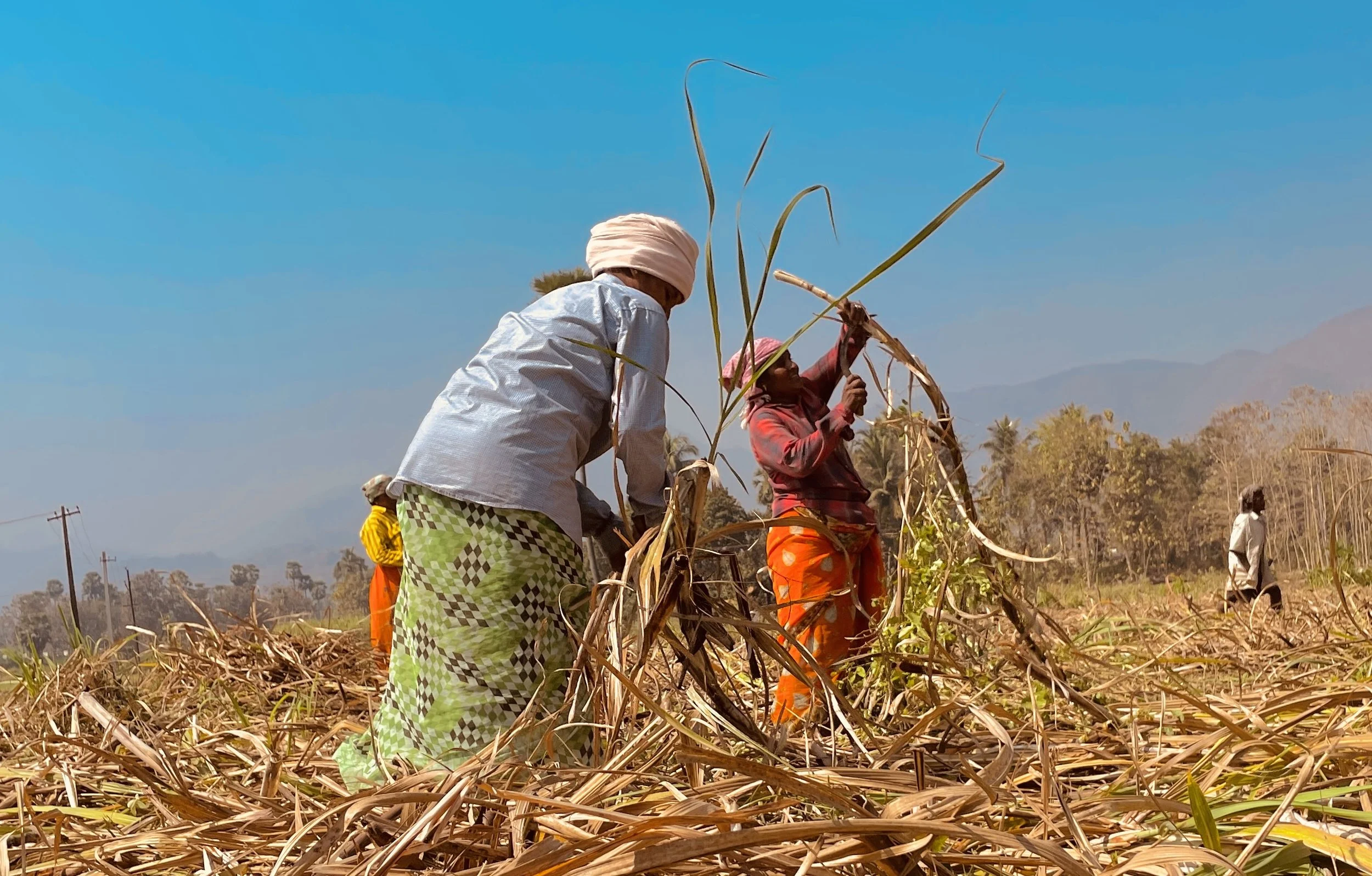 Sourcery, Farm Fresh Spices