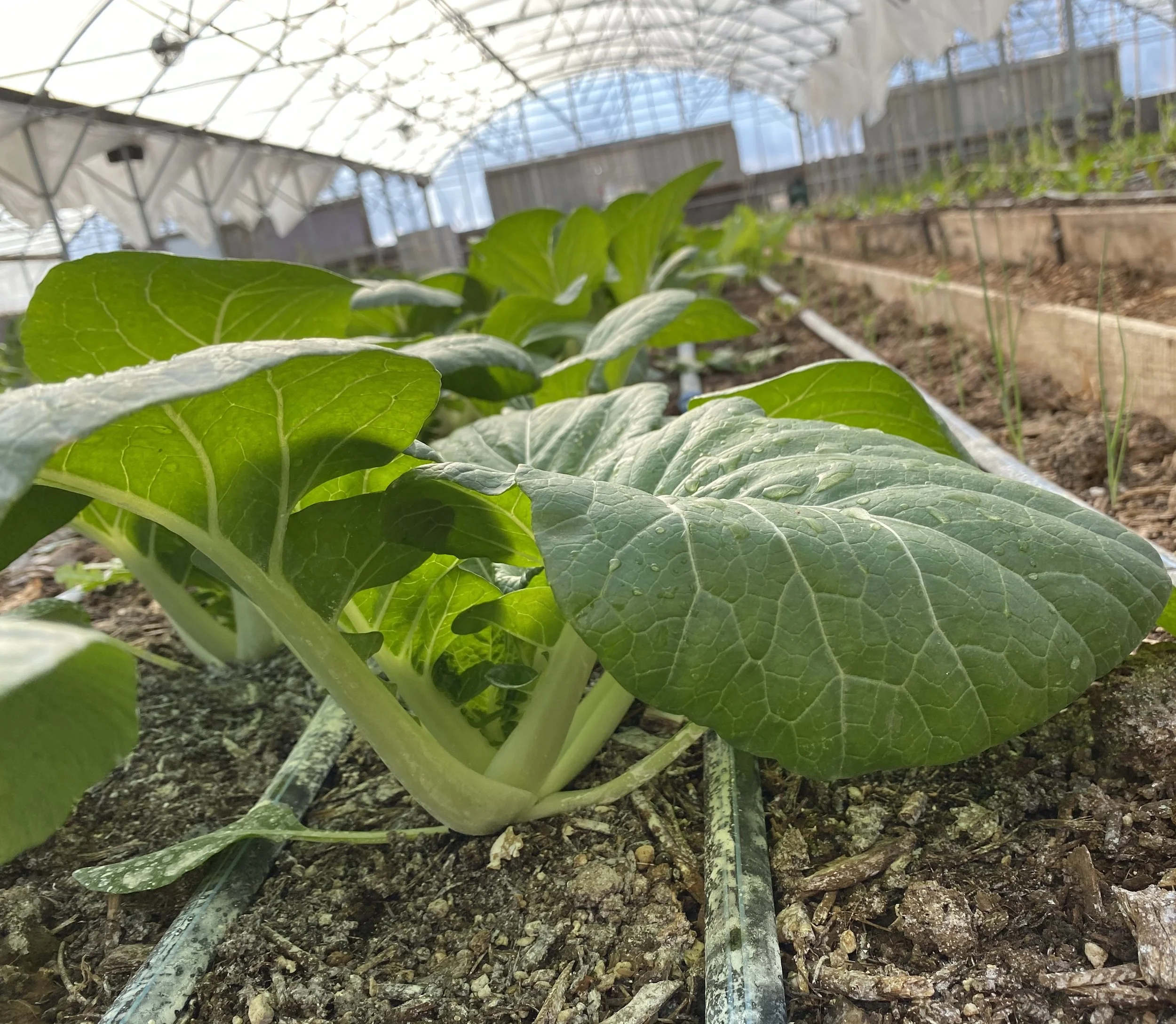 503 nonprofit corporation — Khalsa Family Farms