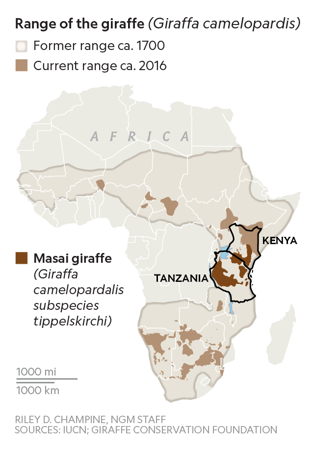Giraffes In Africa Map