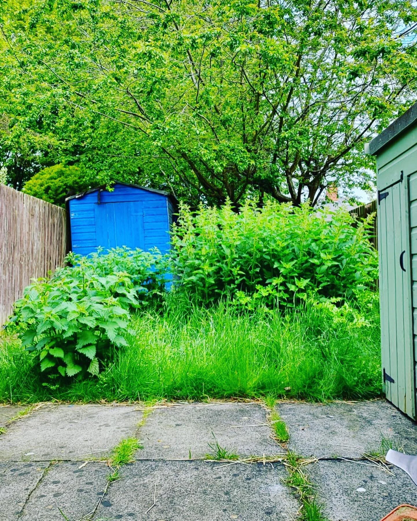 Safe, Tidy & Reliable Hedge Cutting & Pruning | On The Hedge