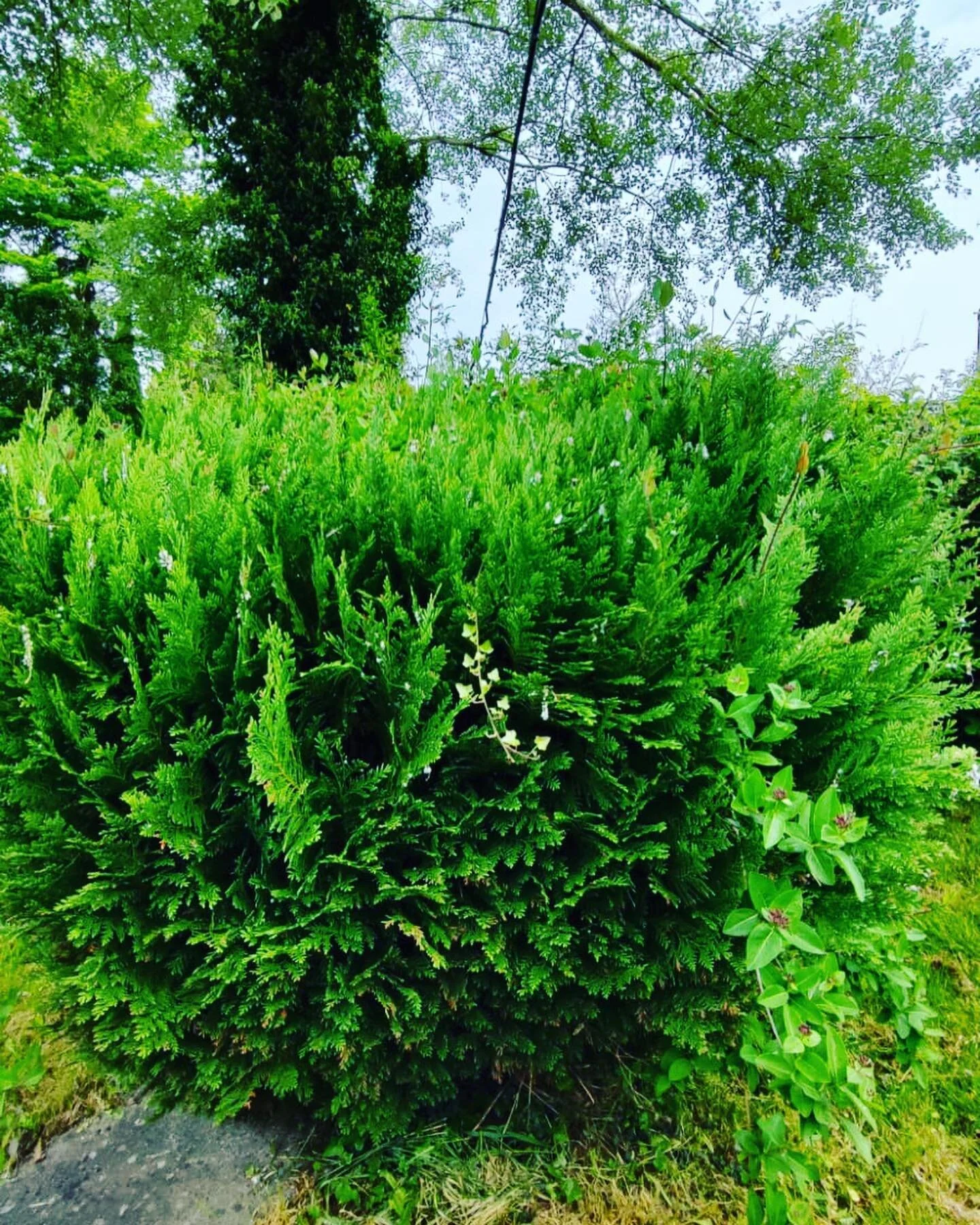 Safe, Tidy & Reliable Hedge Cutting & Pruning | On The Hedge