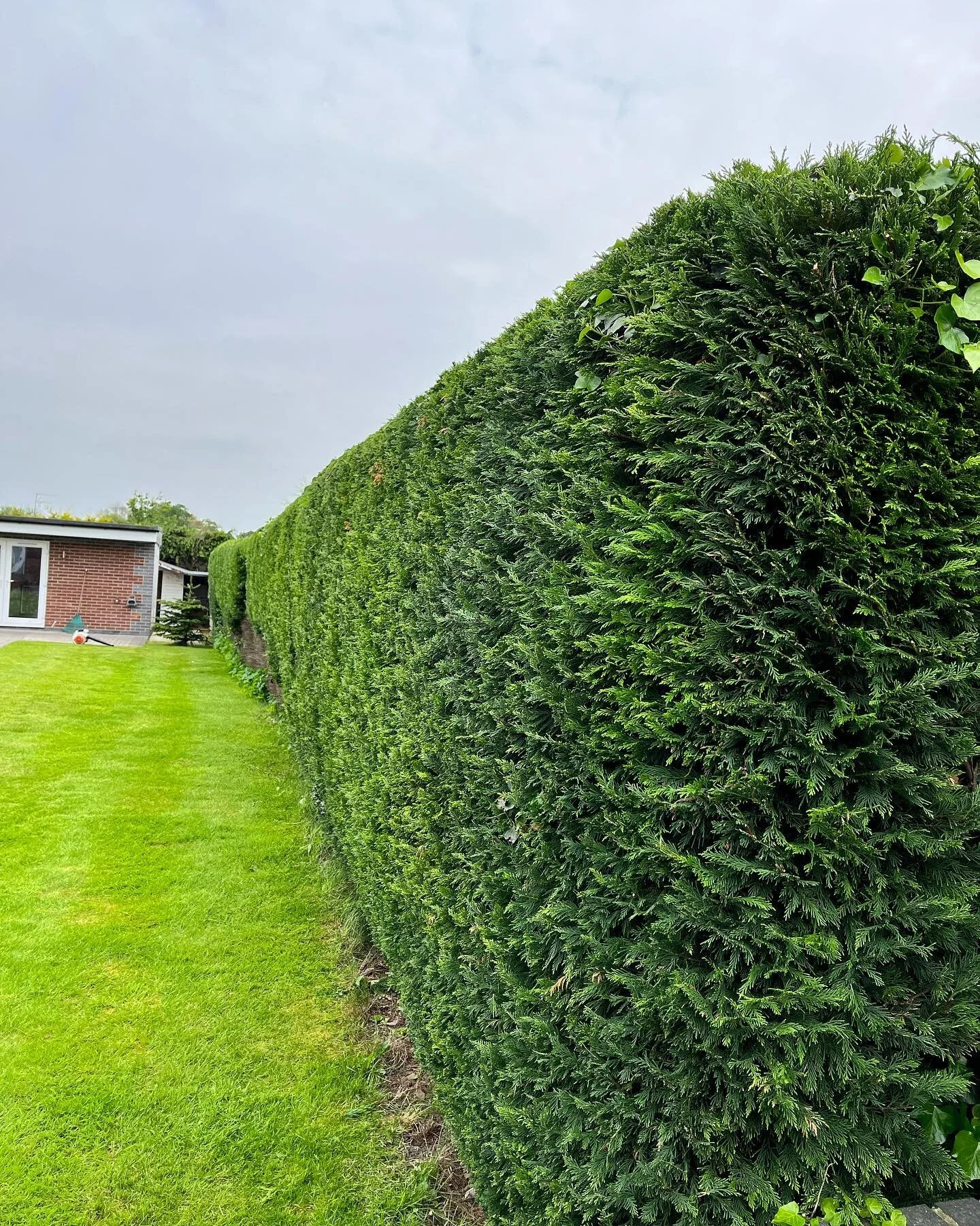 Safe, Tidy & Reliable Hedge Cutting & Pruning | On The Hedge