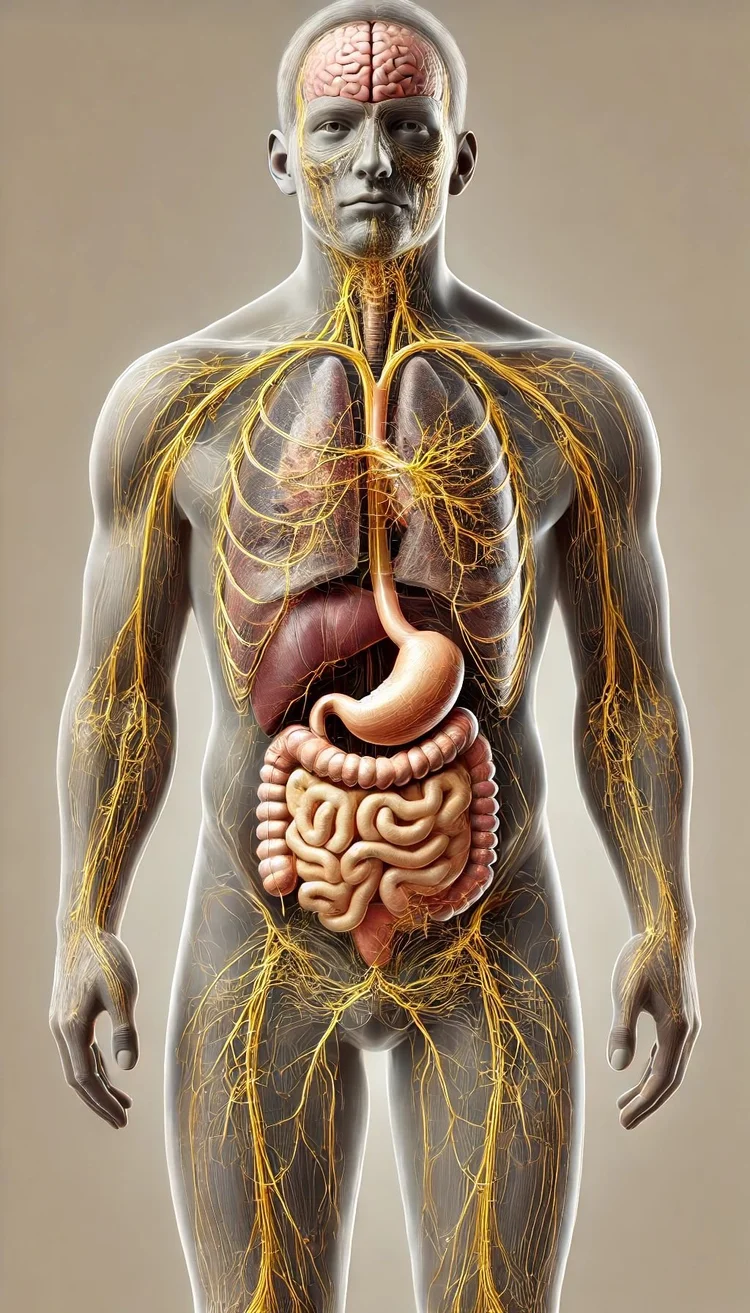 The Vagus Nerve — Nurture Point