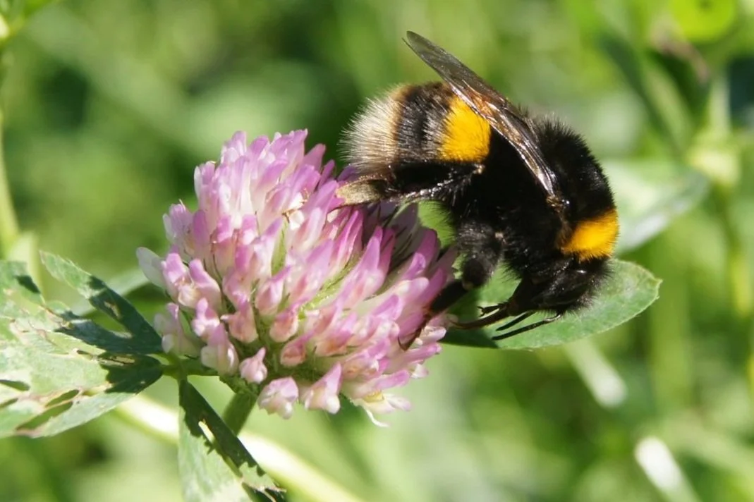 Buzzing Bumblebees on Hampstead Heath — Hampstead Heath - Conservation ...