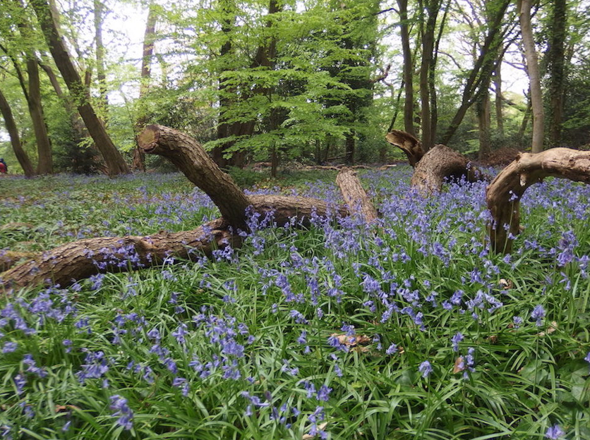 Information about Highgate Wood — Hampstead Heath - Conservation ...