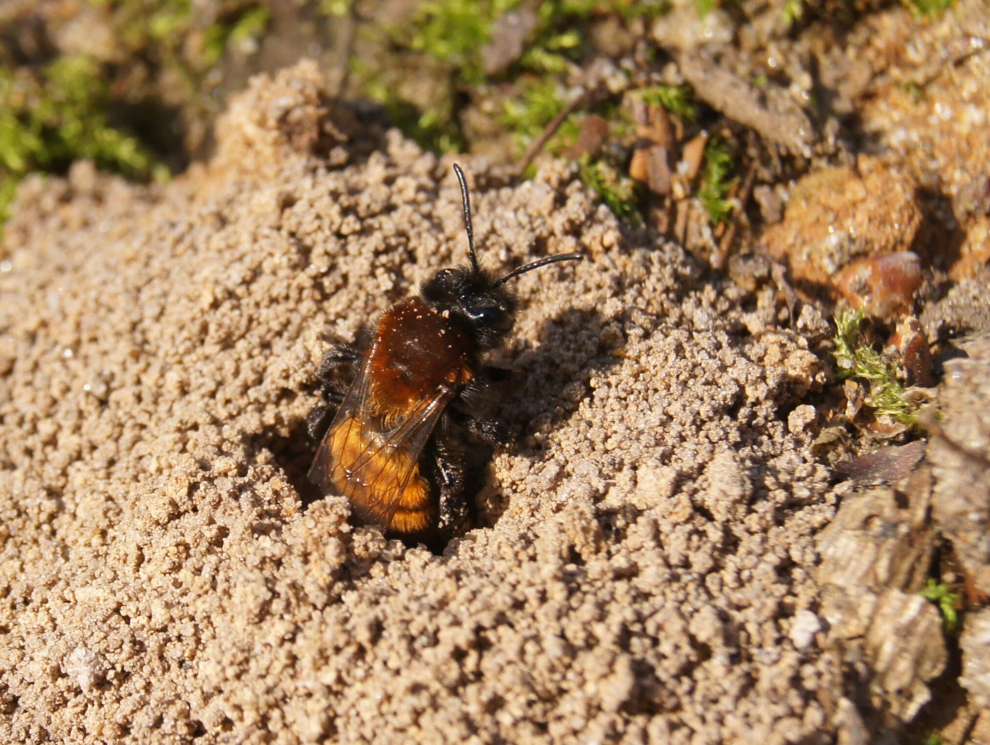 All about mining bees — Hampstead Heath - Conservation, Community and ...