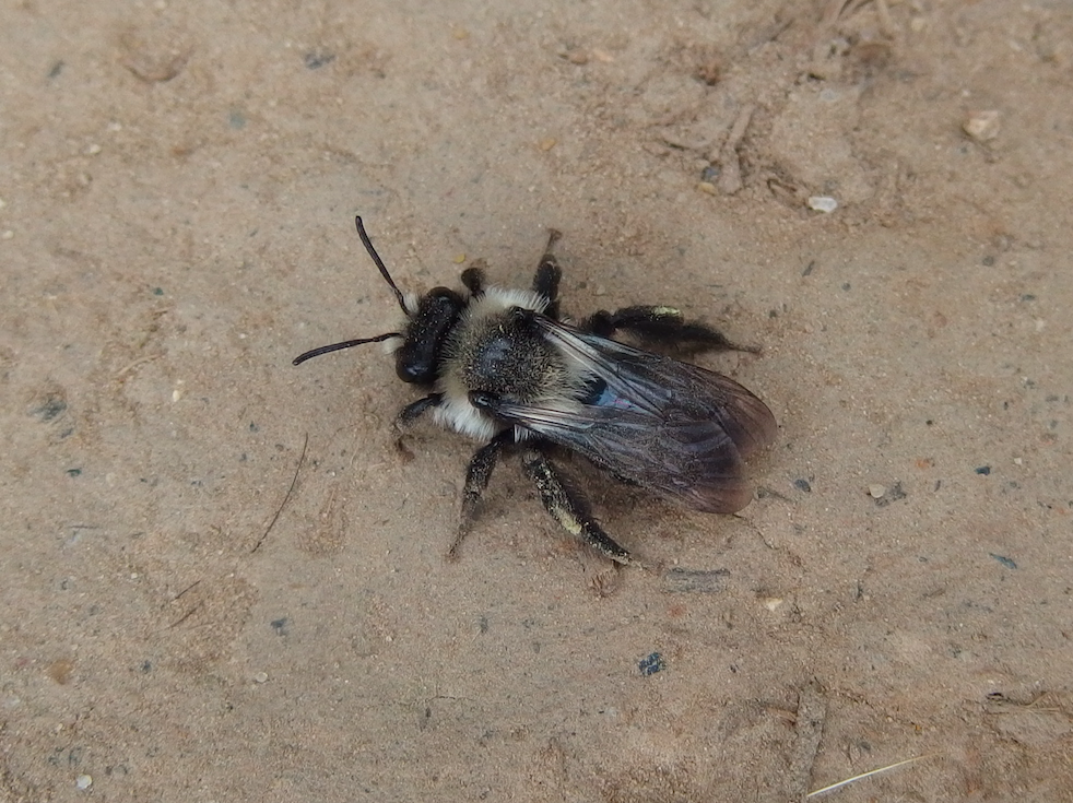 All about mining bees — Hampstead Heath - Conservation, Community and ...